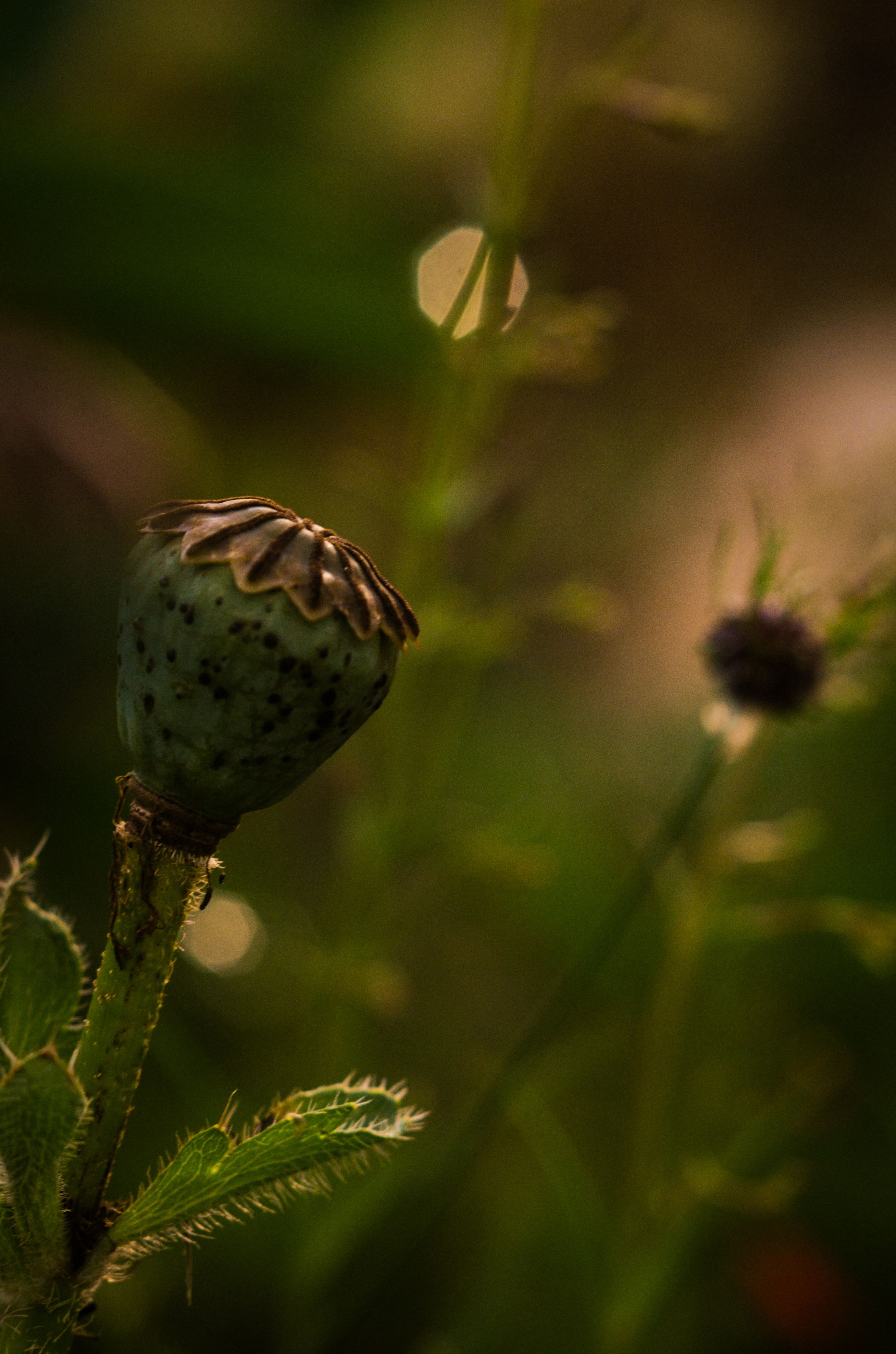 Close-Up of Wilted Poppy Seed Pod in Ukraine · Free Stock Photo