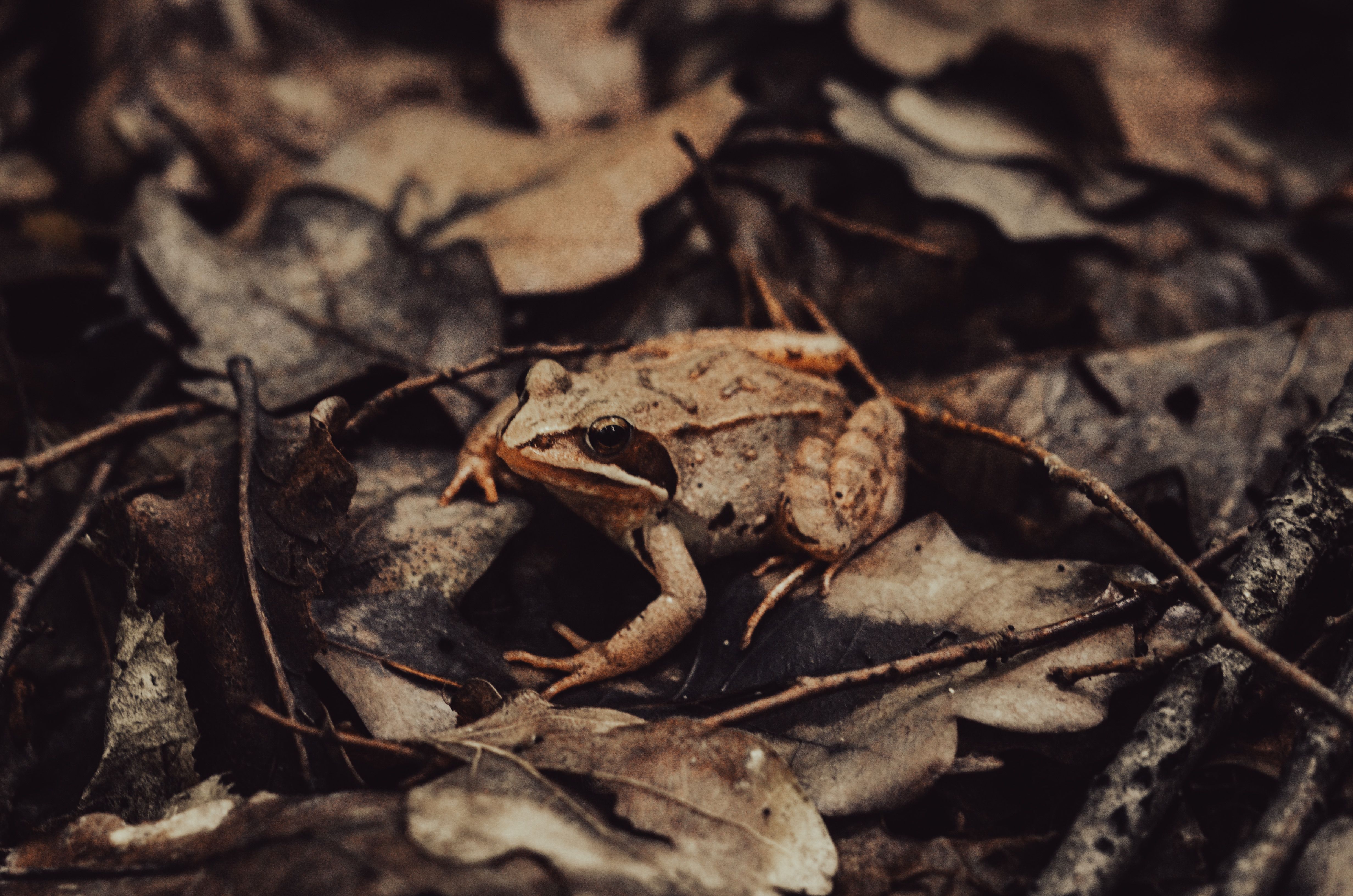 Brown Frog Camouflaged Among Autumn Leaves · Free Stock Photo