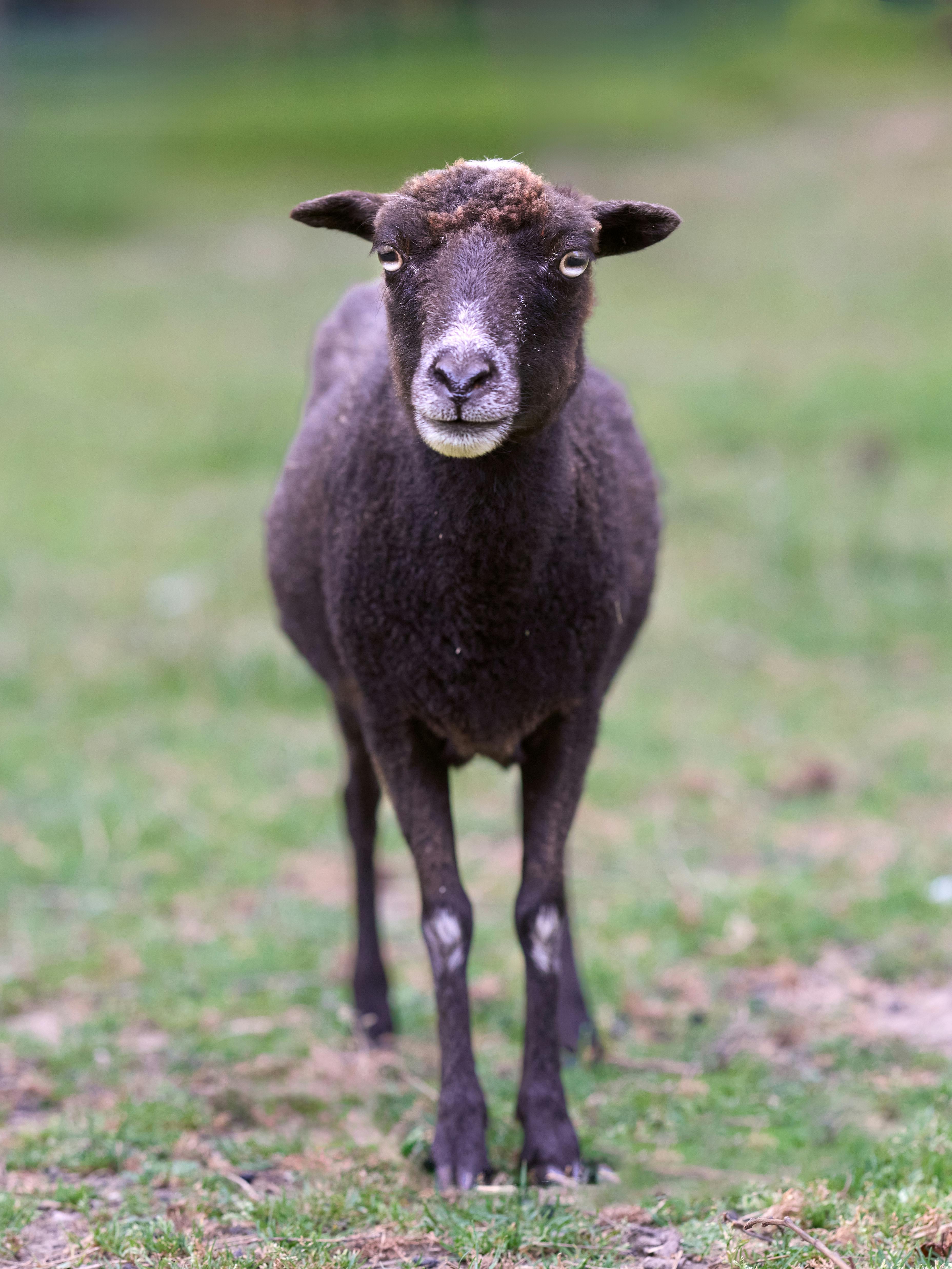 Pictures Of Sheep Photos, Download The BEST Free Pictures Of Sheep ...