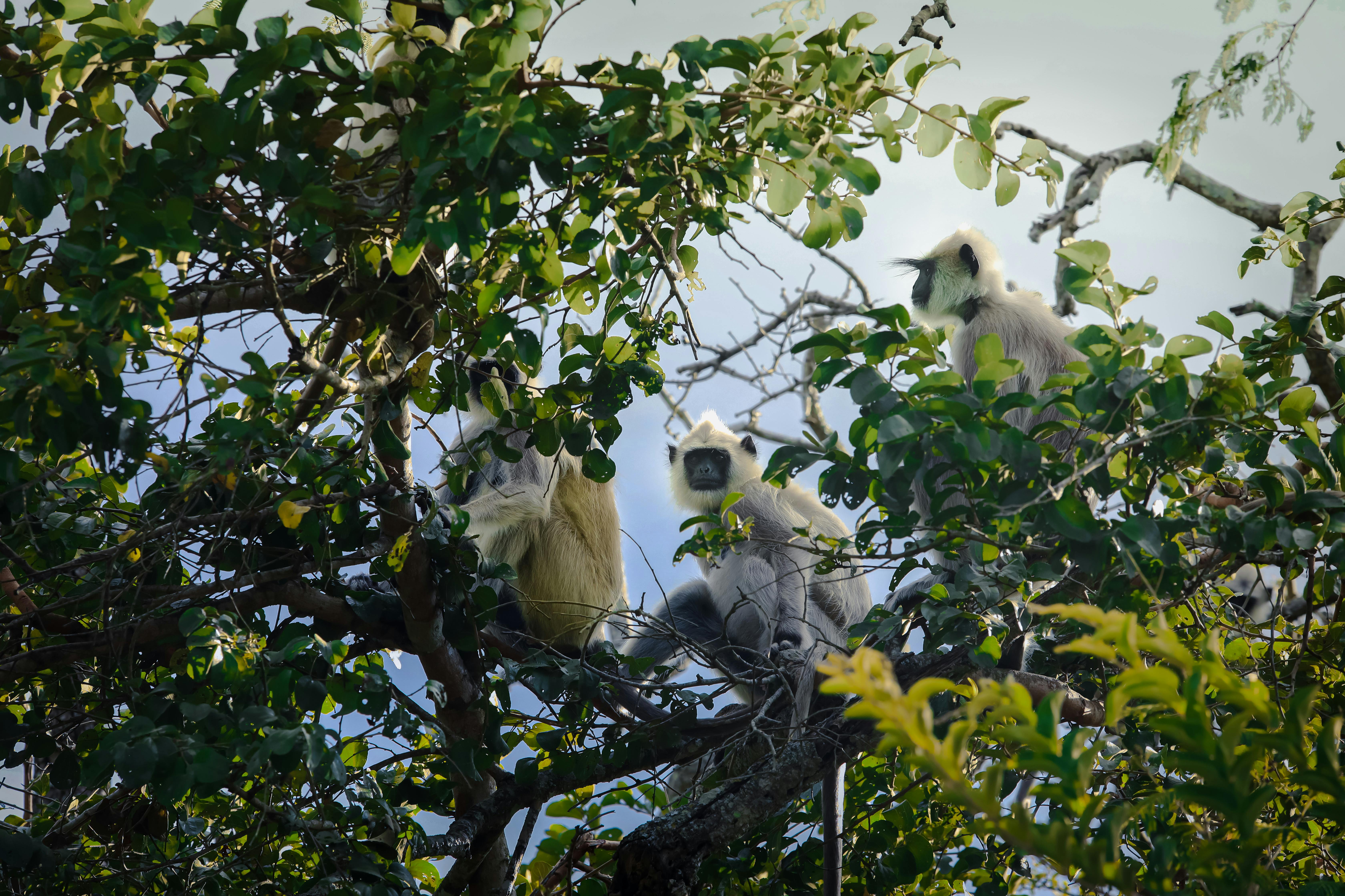 Therian Animals Photos, Download The BEST Free Therian Animals Stock ...