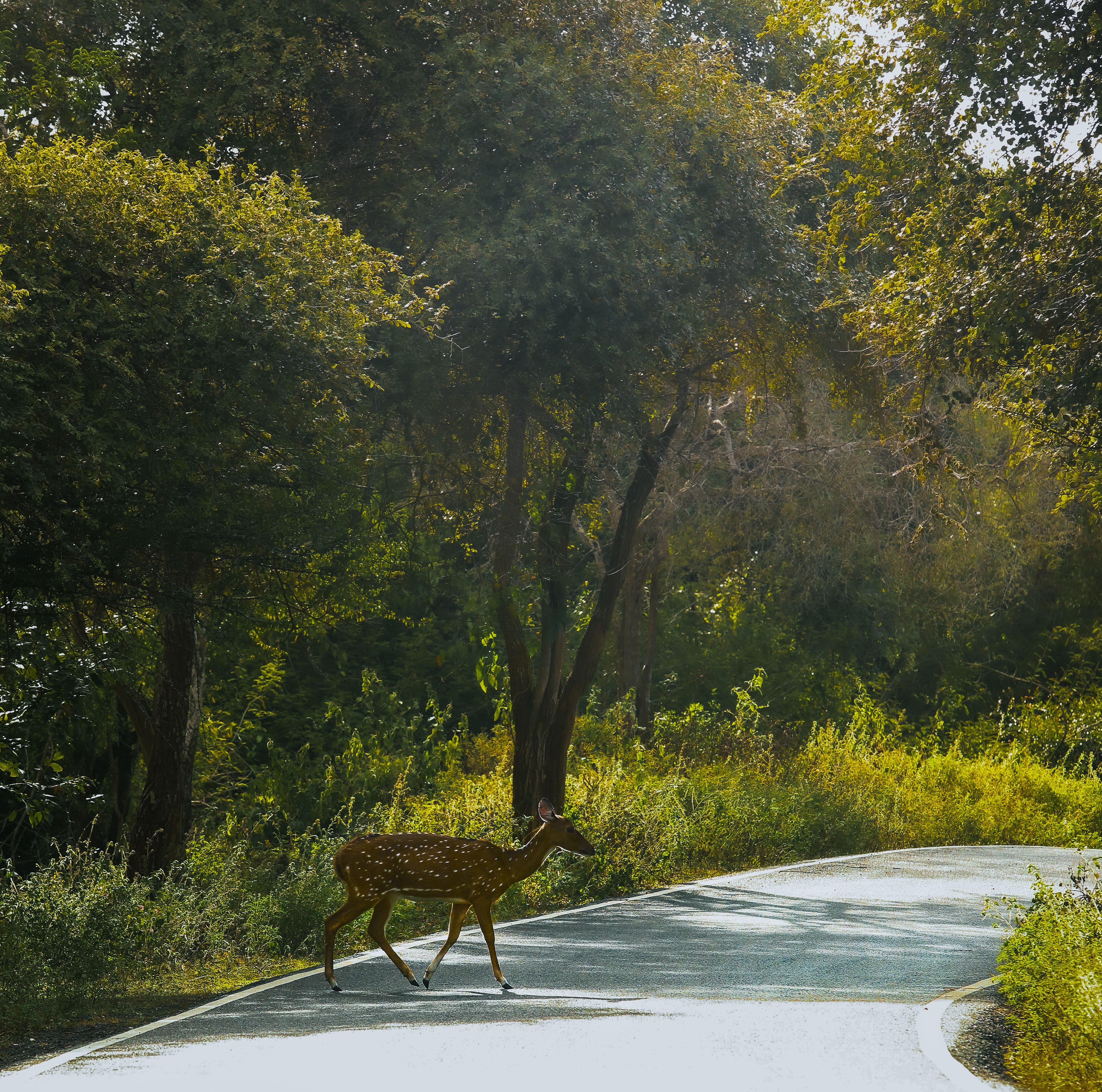 Deer Crossing a Sunlit Forest Road · Free Stock Photo