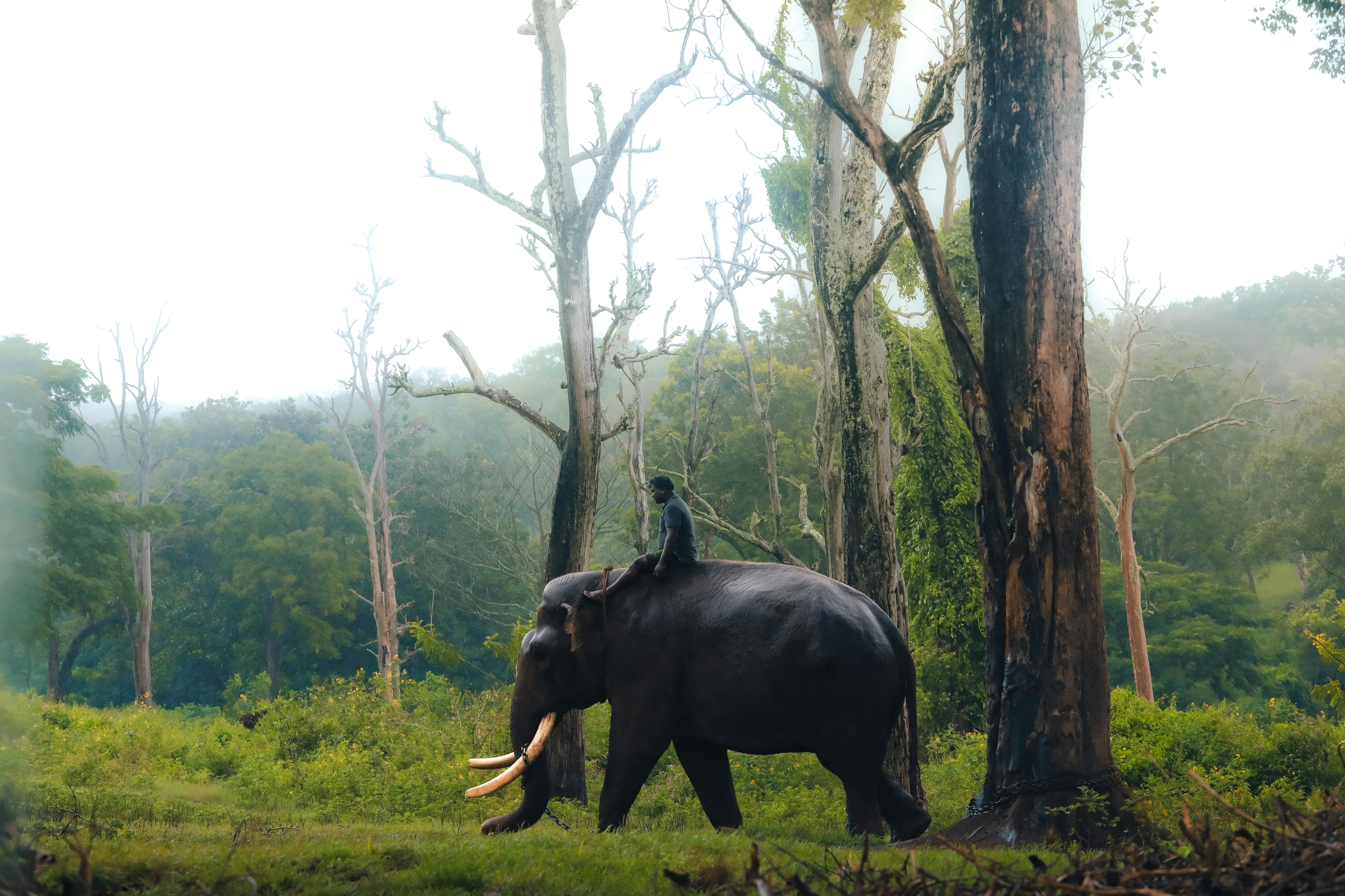 Nature Realistic Photos, Download The BEST Free Nature Realistic Stock ...