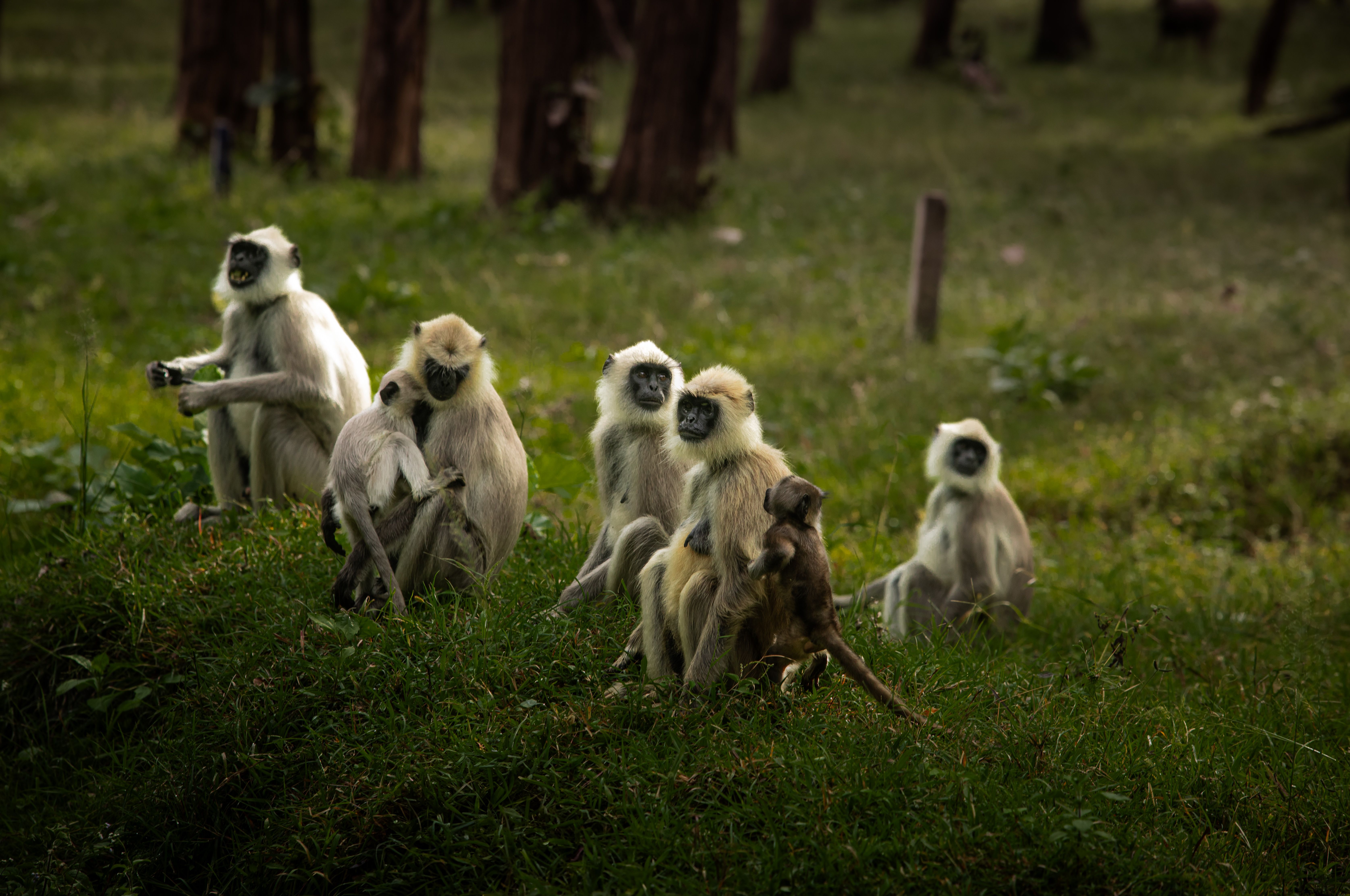 Group of Langur Monkeys in Forest Clearing · Free Stock Photo