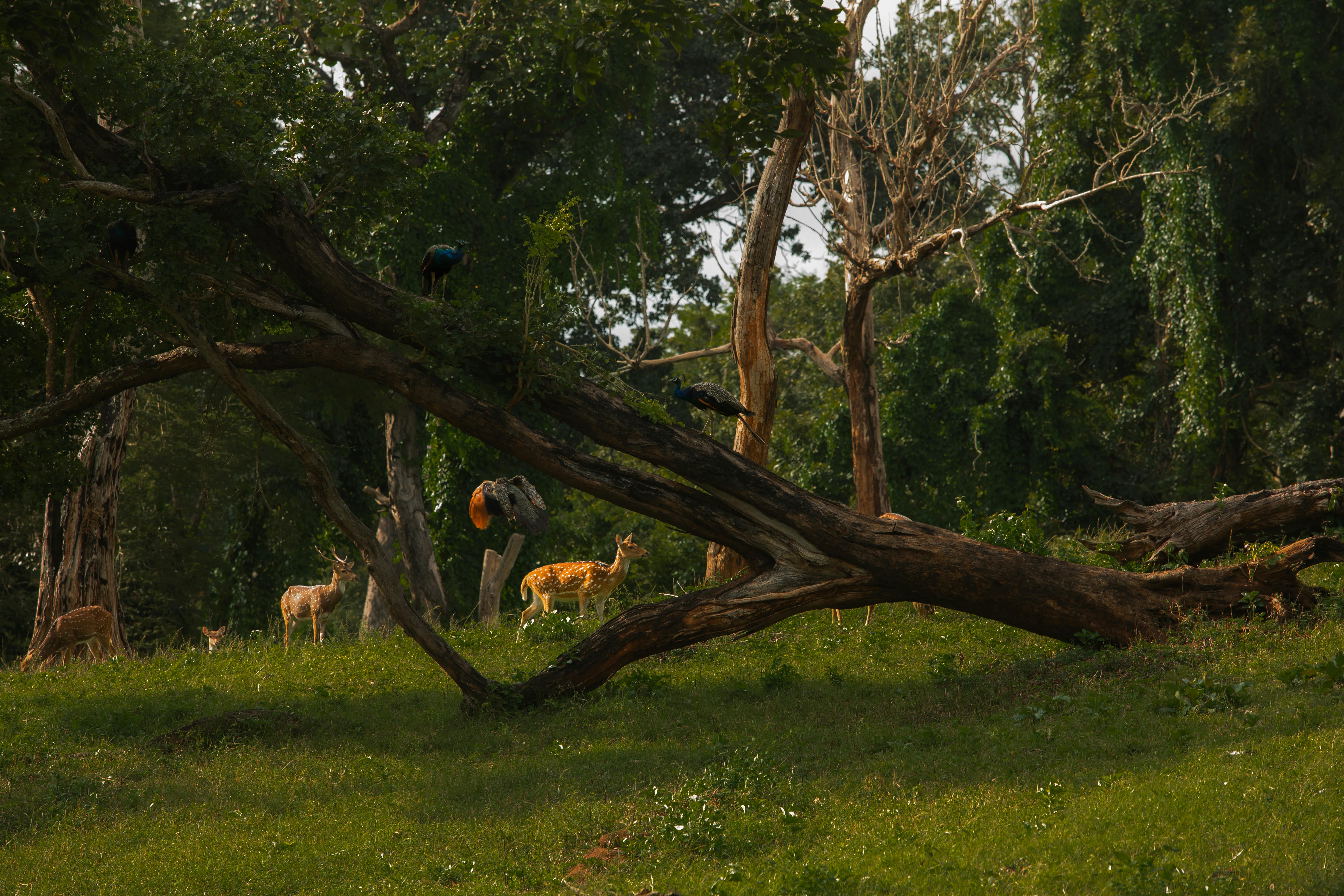 Therian Animals Photos, Download The BEST Free Therian Animals Stock ...