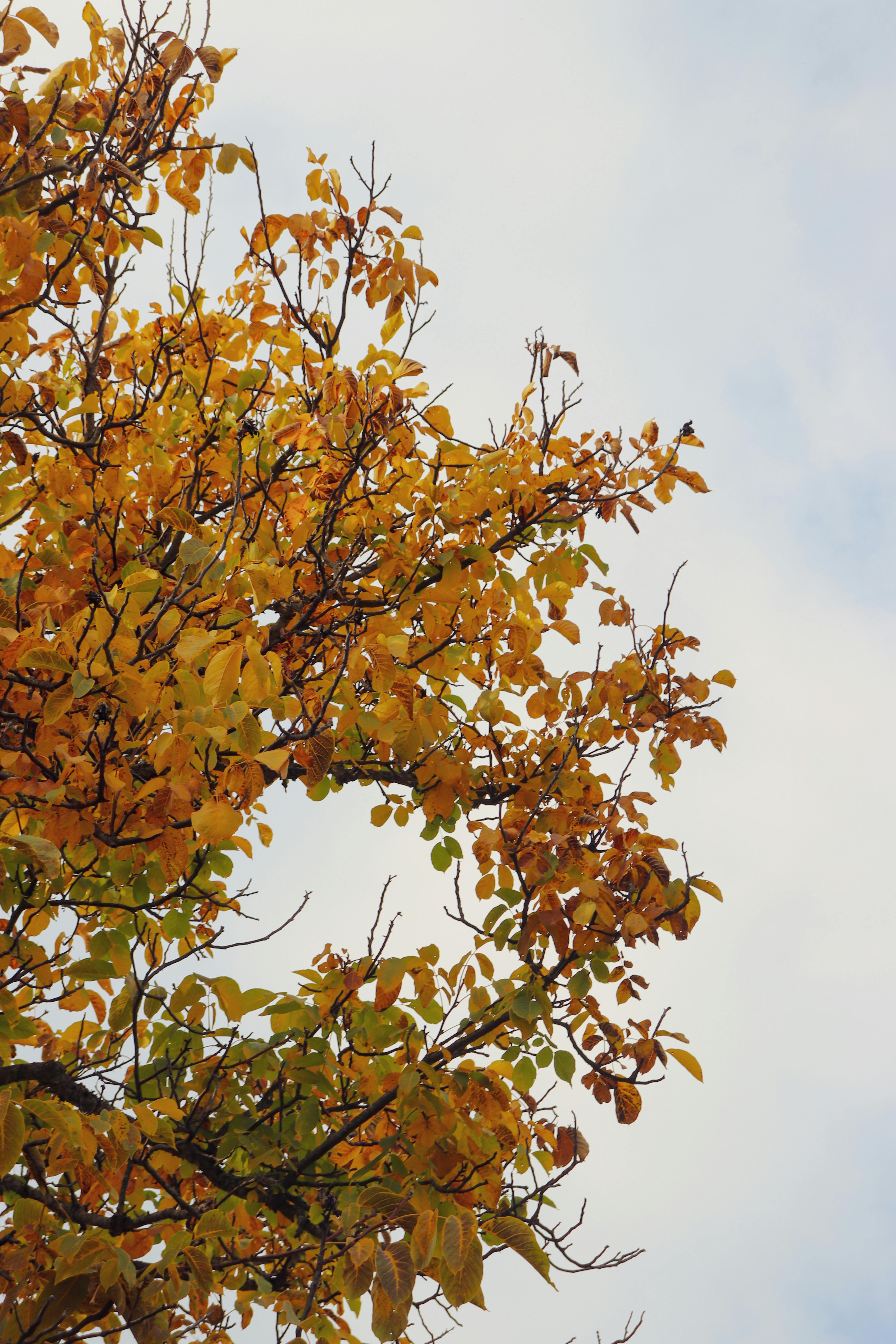 Fall October Photos, Download The BEST Free Fall October Stock Photos ...