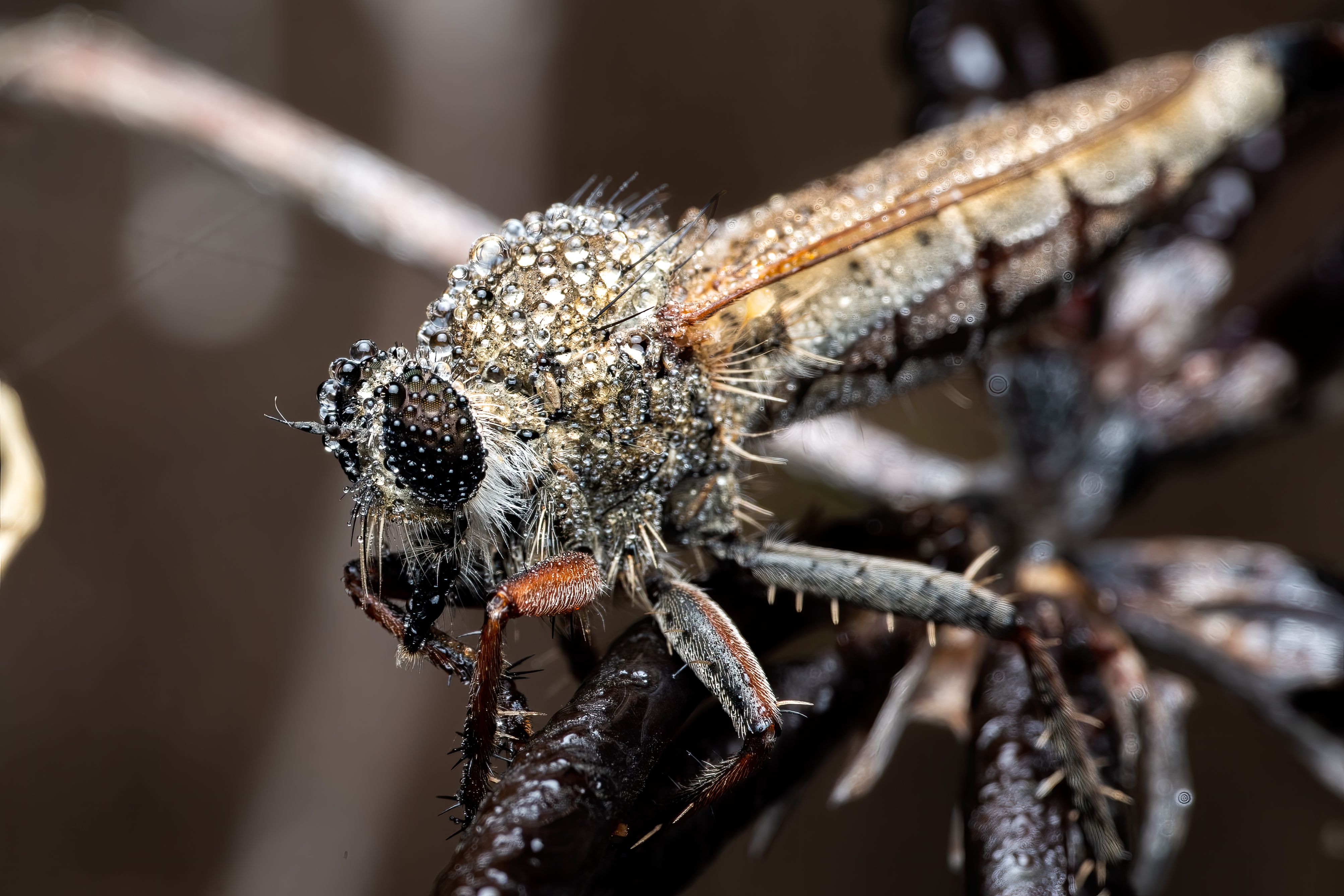 Foto Macro Detallada De Asilidae En Valencia · Foto de stock gratuita
