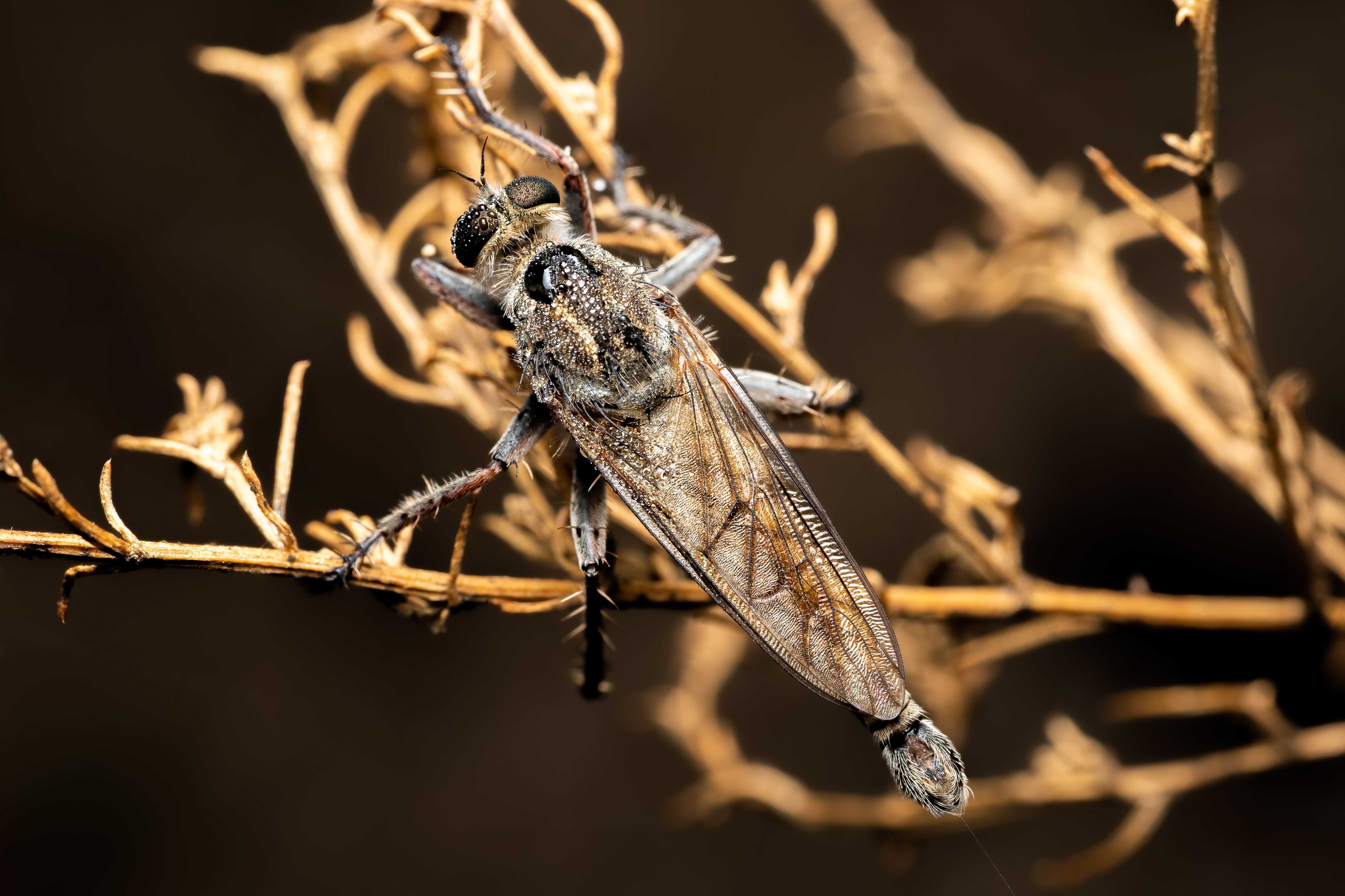 Close-Up of Robber Fly on Dry Branch · Free Stock Photo