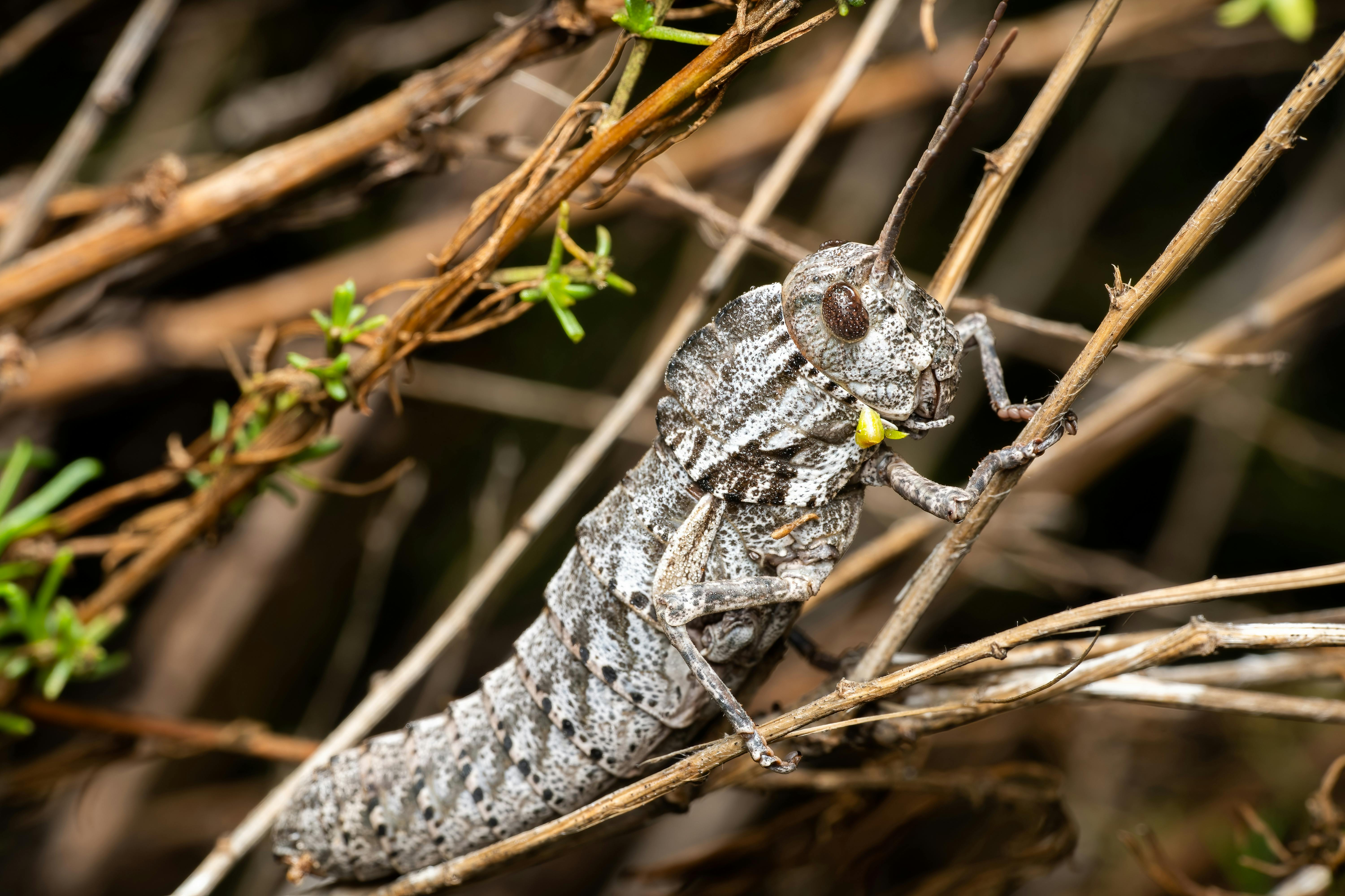 Grey Pfp Photos, Download The BEST Free Grey Pfp Stock Photos & HD Images