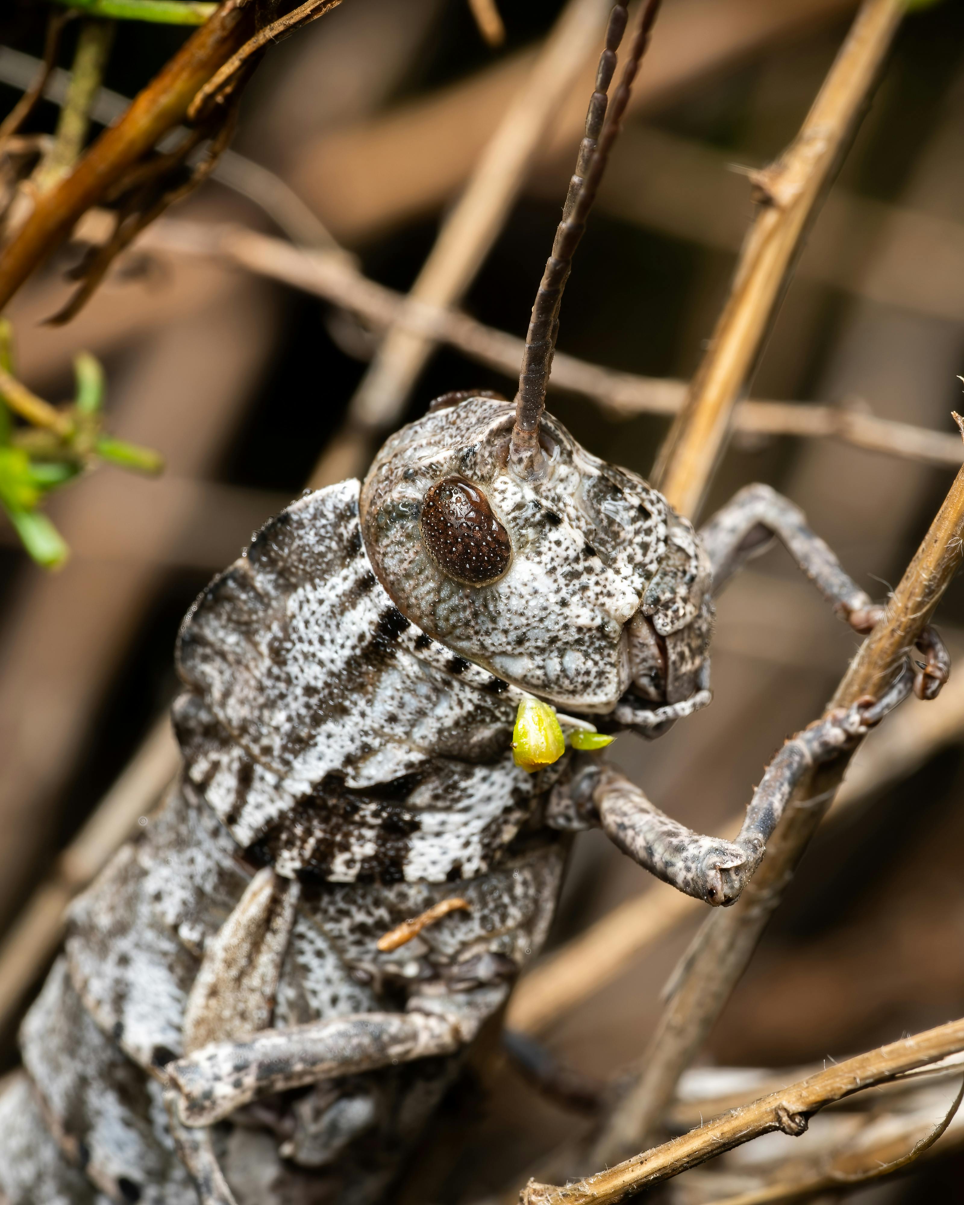 Locust Photos, Download The BEST Free Locust Stock Photos & HD Images