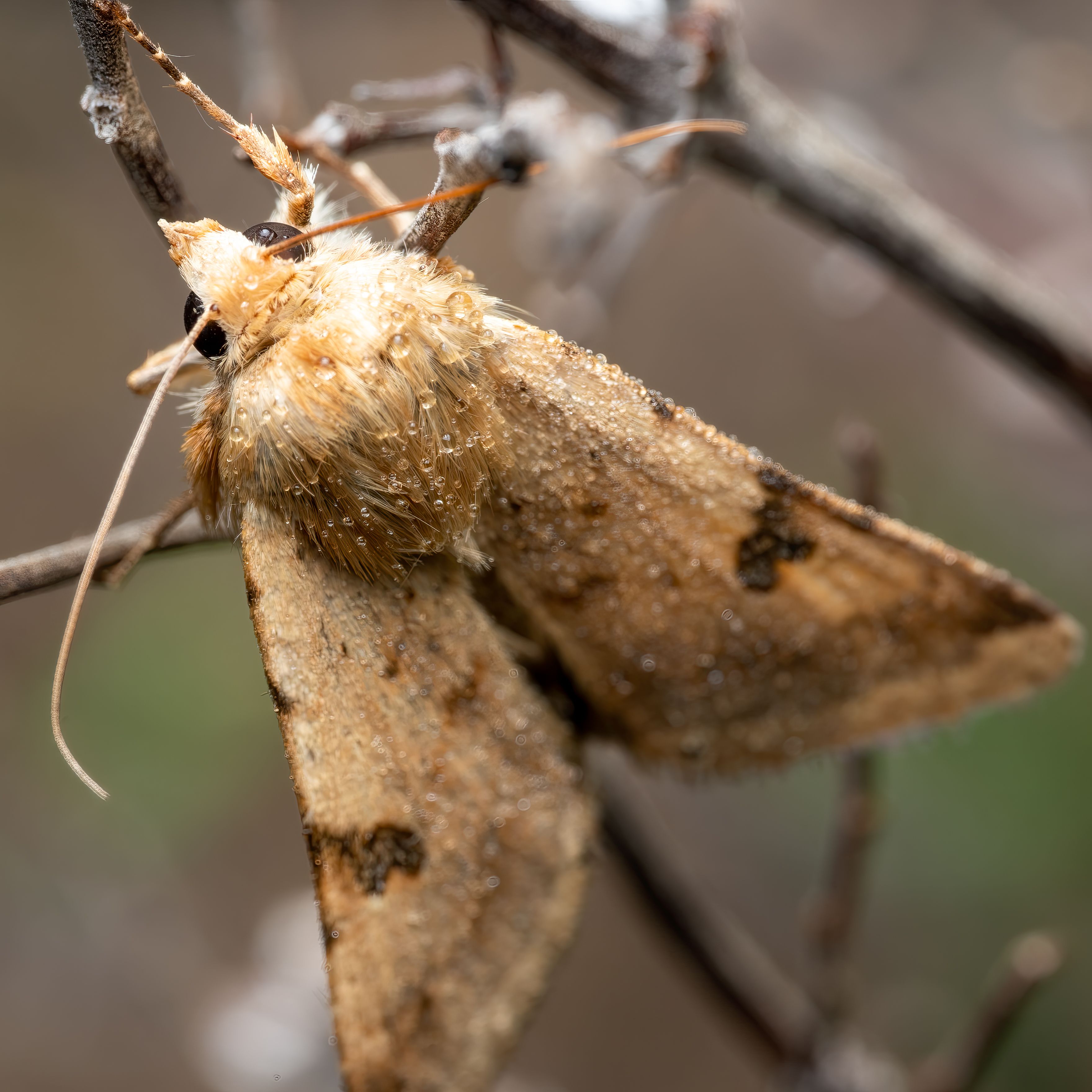 Close-Up of Dew-Covered Moth on Branch · Free Stock Photo