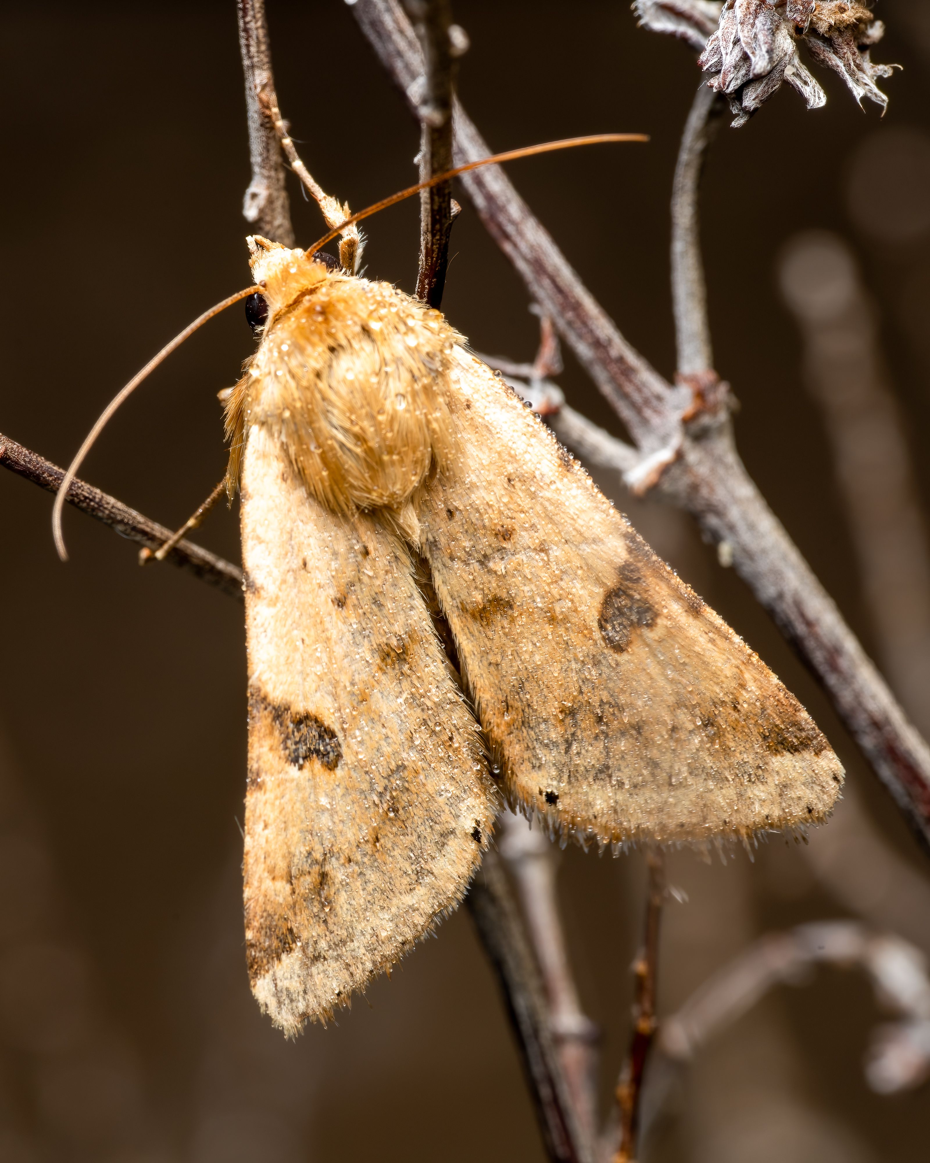 Detailed Macro Shot of Noctuidae Moth on Twig · Free Stock Photo