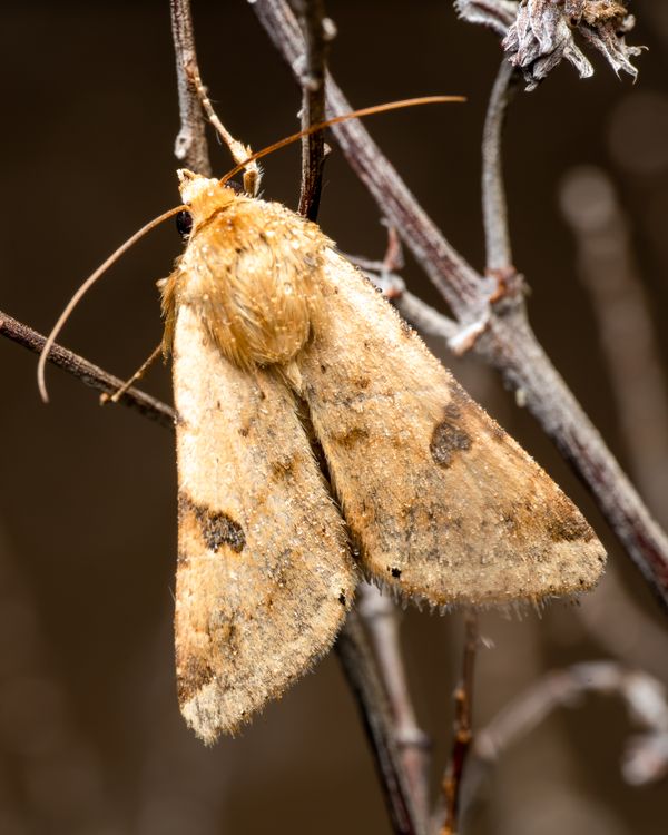 Detailed Macro Shot of Noctuidae Moth on Twig · Free Stock Photo