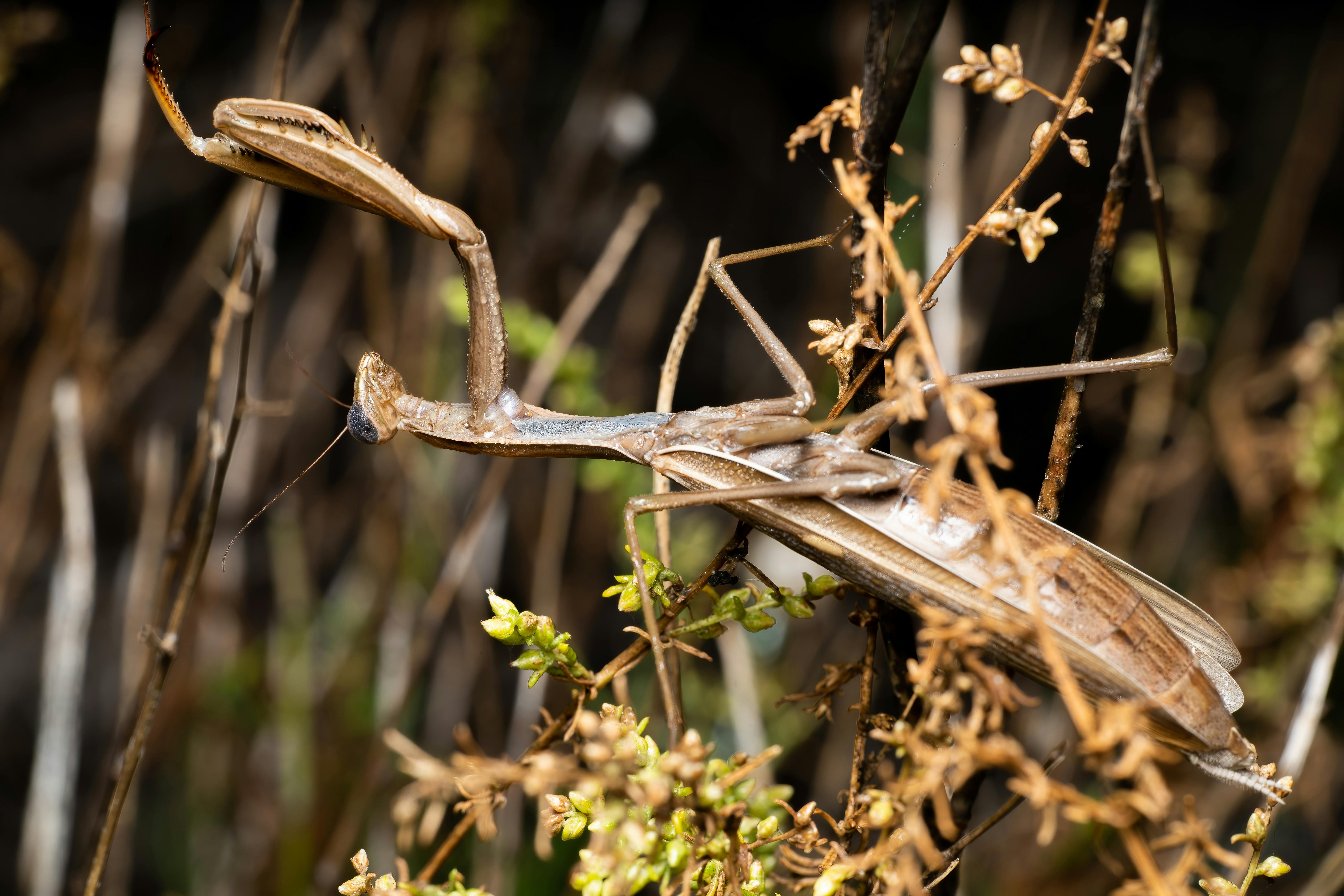 Praying Mantis Photos, Download The BEST Free Praying Mantis Stock ...