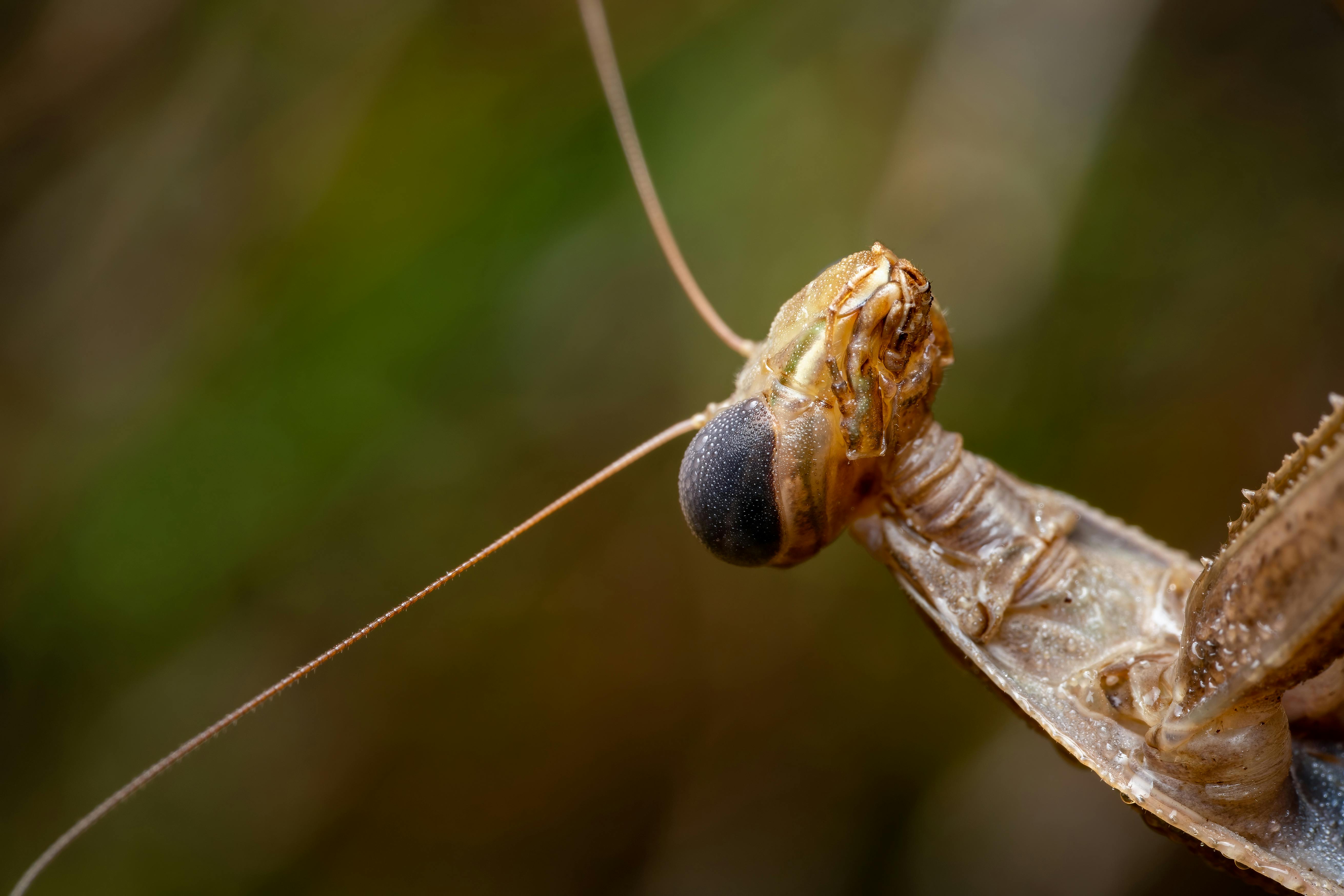 Praying Mantis Photos, Download The BEST Free Praying Mantis Stock ...
