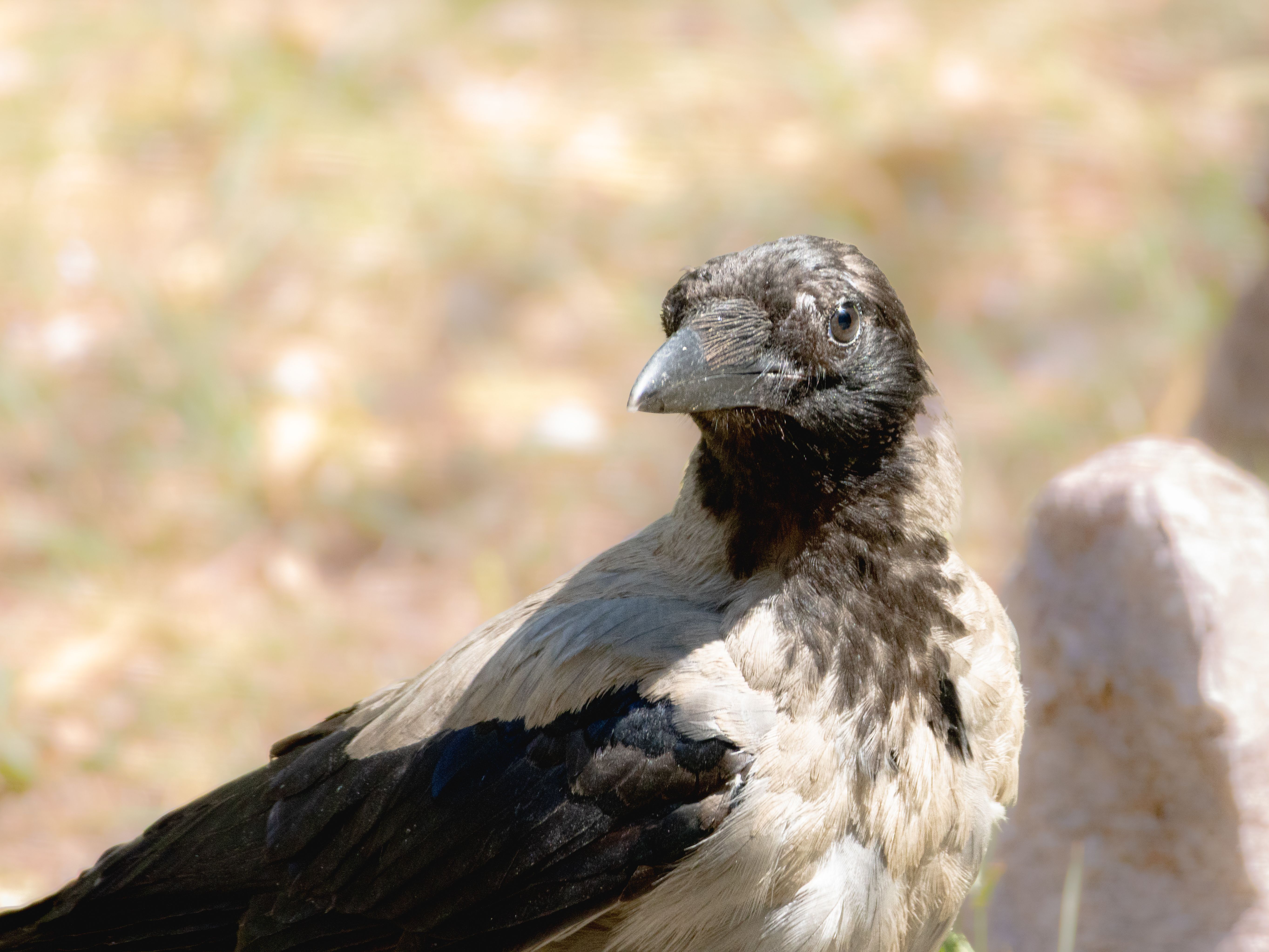 Msbreewc Nyepong Crow Dimulut Photos, Download The BEST Free Msbreewc ...