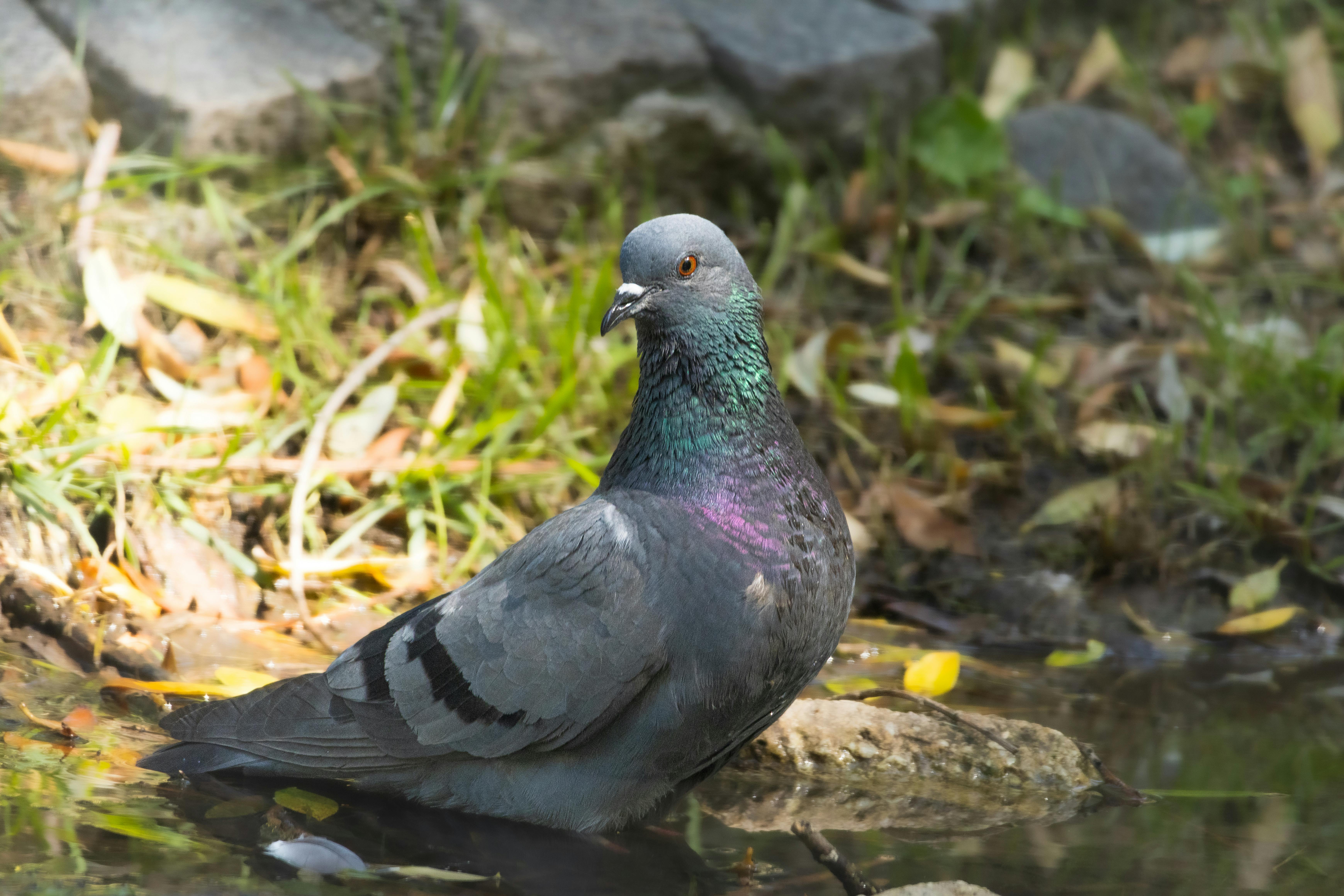 Therian Animals Photos, Download The BEST Free Therian Animals Stock ...