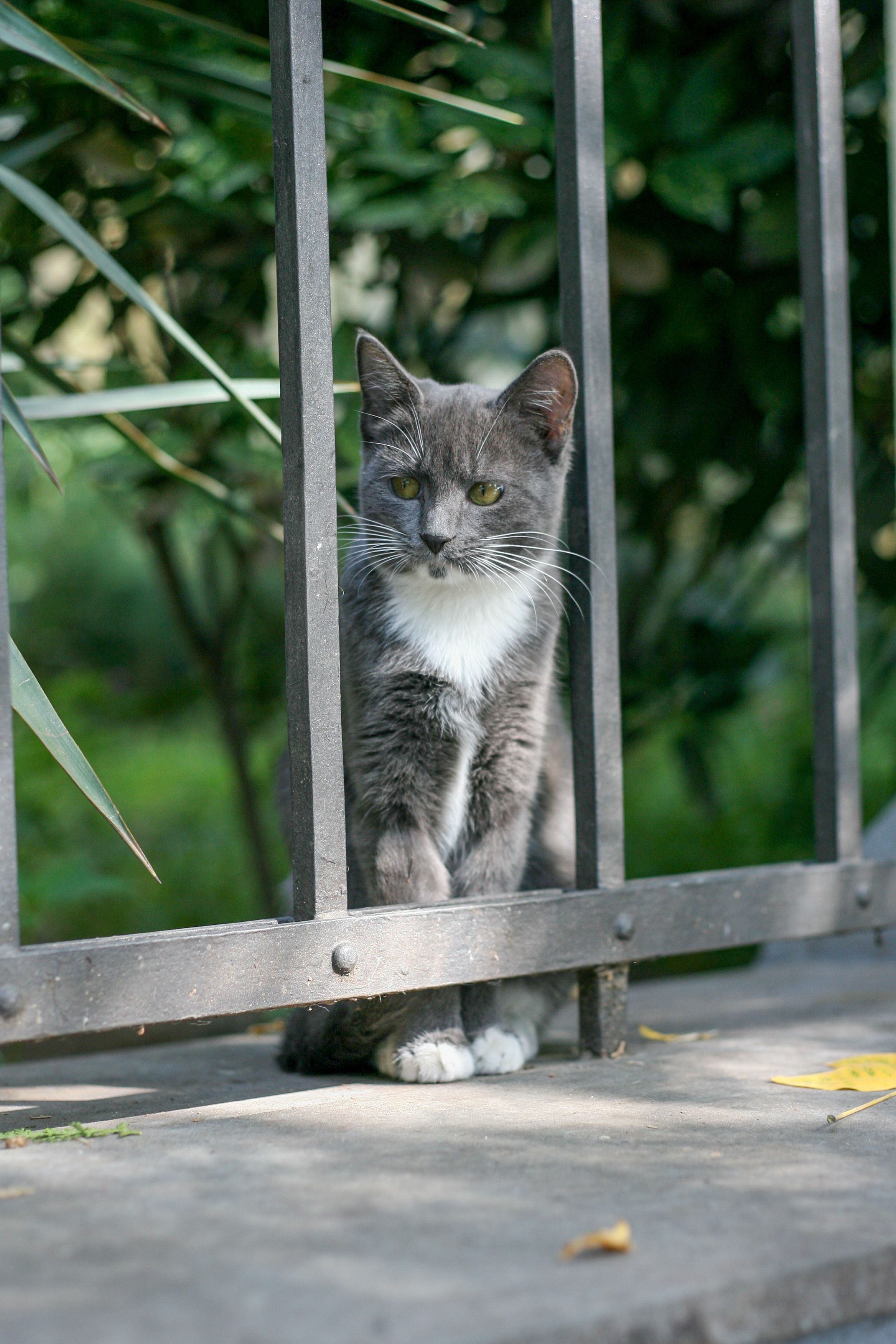 Cat Monday Photos, Download The BEST Free Cat Monday Stock Photos & HD ...