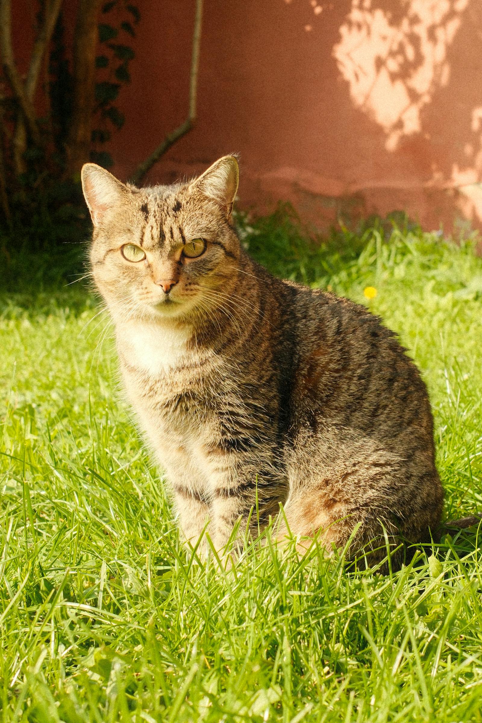 Smurf Cat Photos, Download The BEST Free Smurf Cat Stock Photos & HD Images