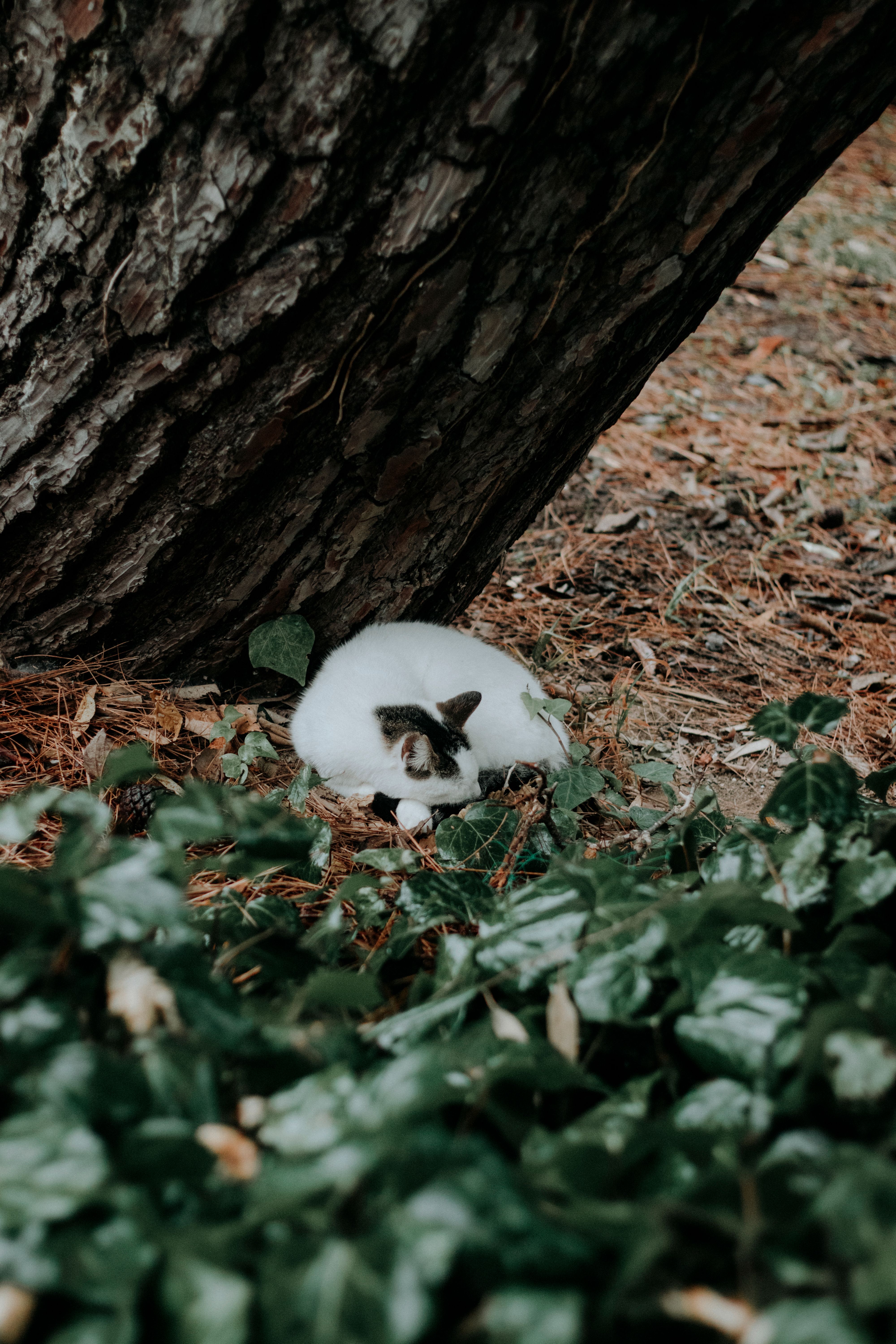 Animated Rabbit Photos, Download The BEST Free Animated Rabbit Stock ...
