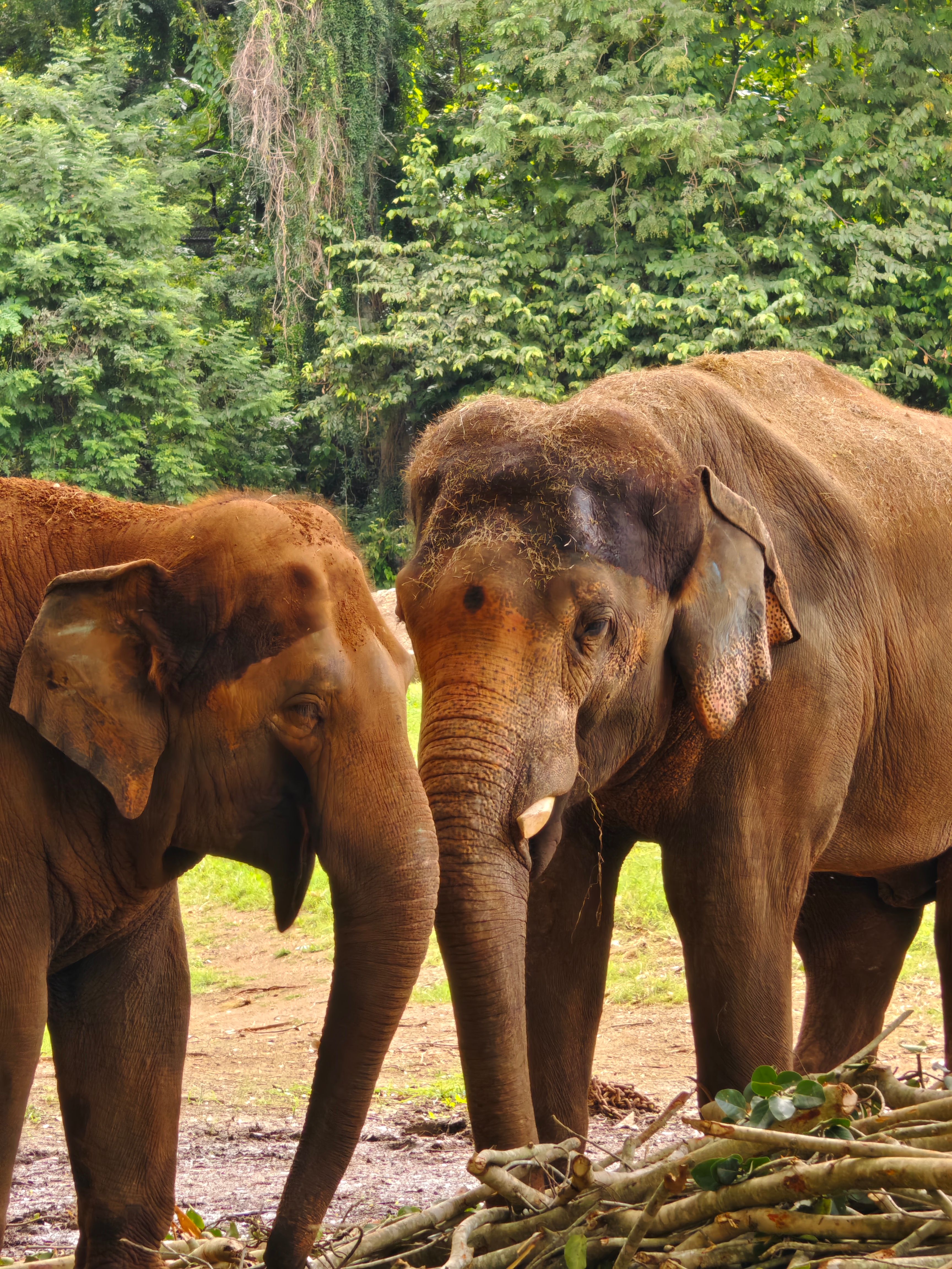 Herbivores Animals Photos, Download The BEST Free Herbivores Animals ...