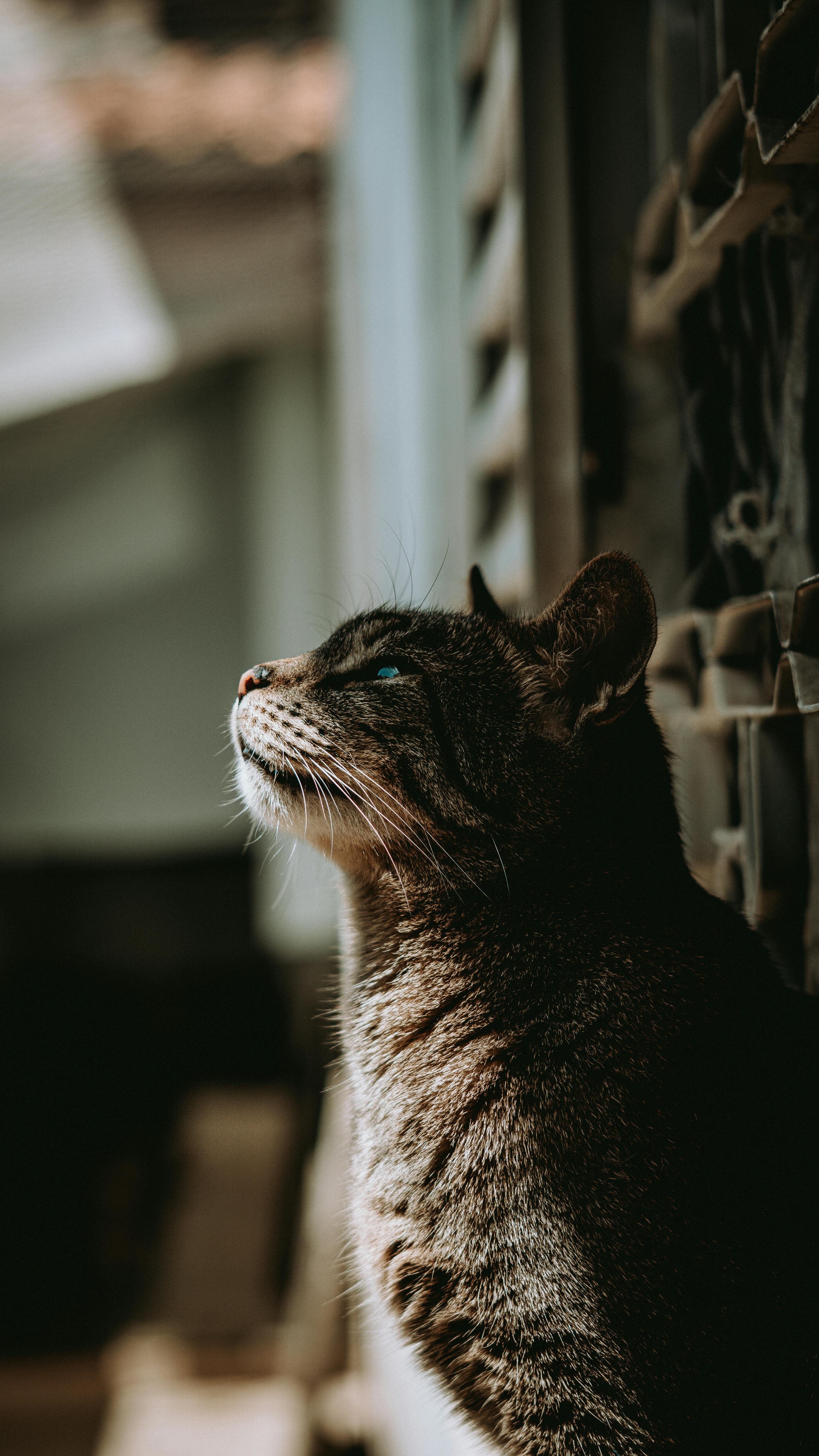 加托·拉贾多·德·奥霍斯·维德斯 · 免费素材图片