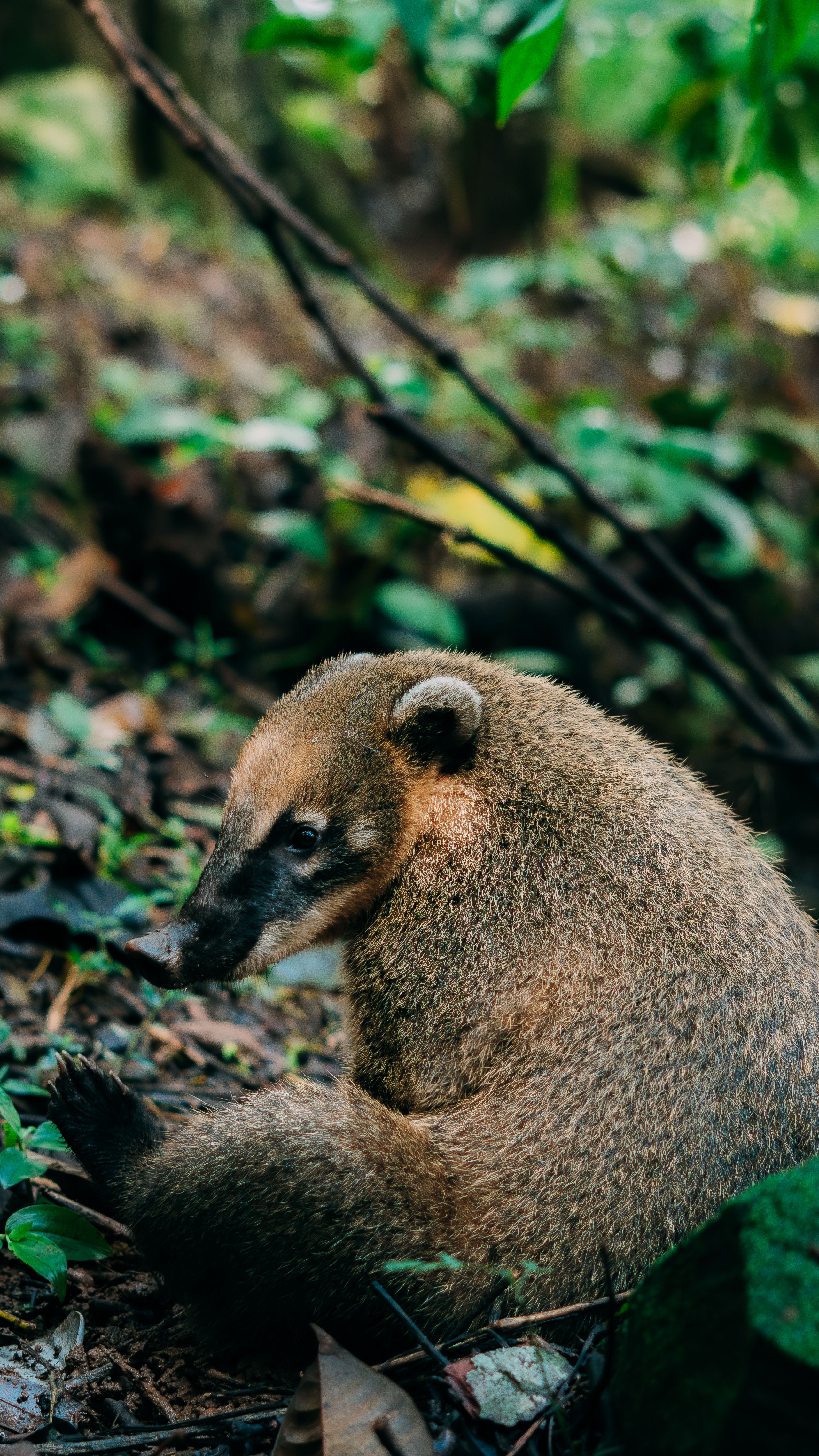 South American Coati in Brazilian Rainforest · Free Stock Photo