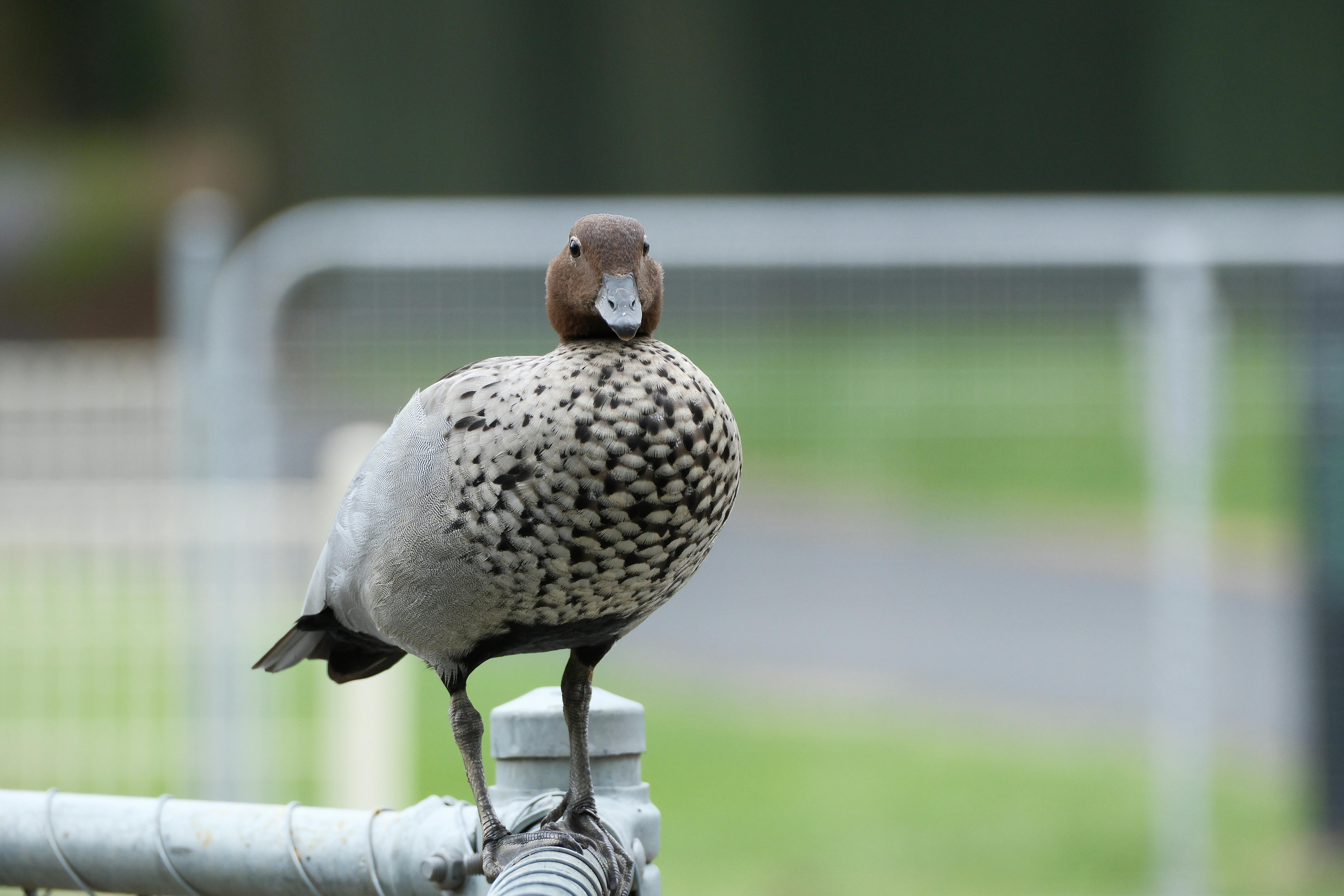 700+ Foto Stw+montok+bugil Terbaik · Unduh Gratis 100% · Foto Stok Pexels