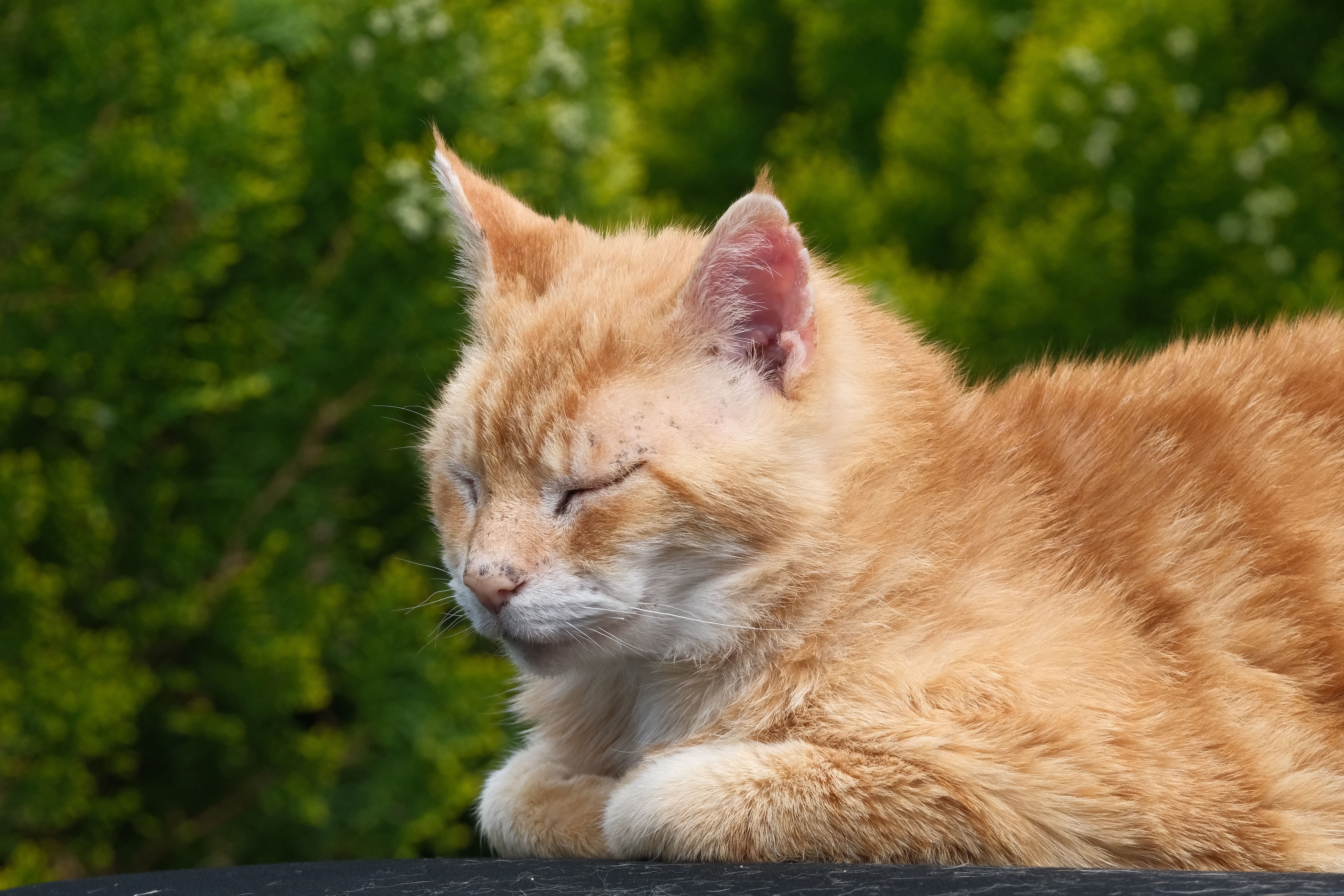 Peaceful Ginger Cat Relaxing Outdoors · Free Stock Photo