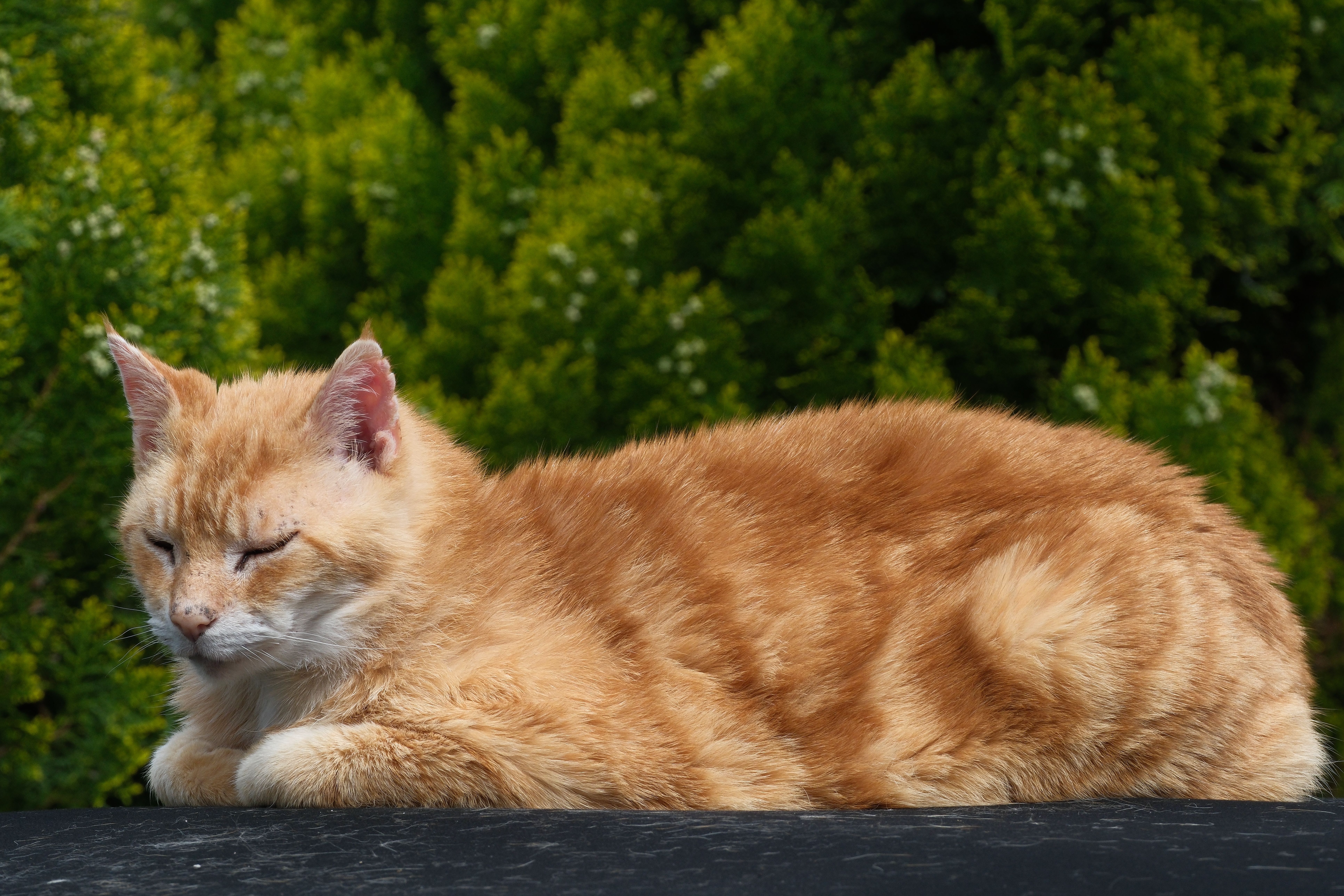 Foto de stock gratuita sobre al aire libre, amigo felino, animal ...