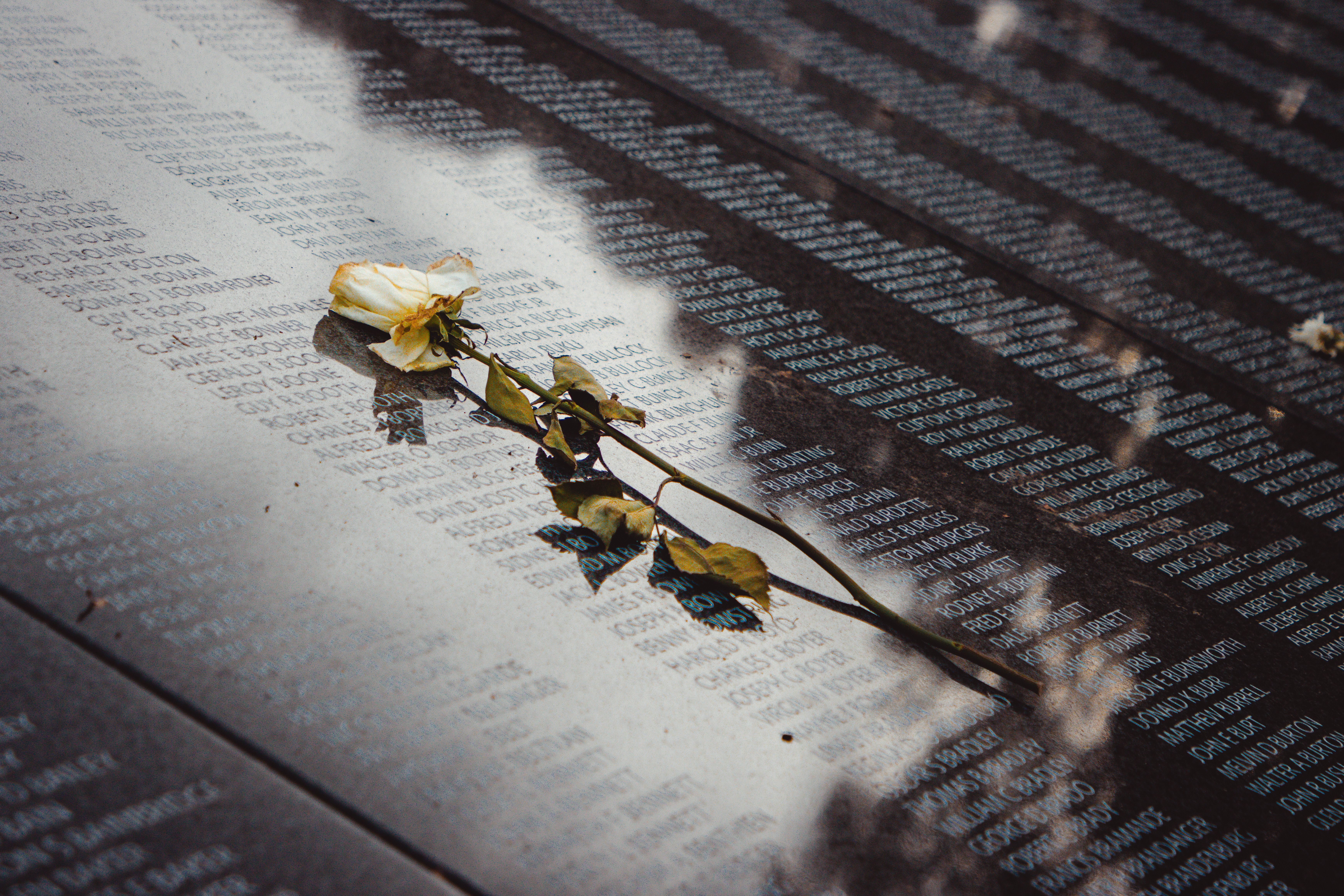White Rose on Memorial Wall with Names · Free Stock Photo