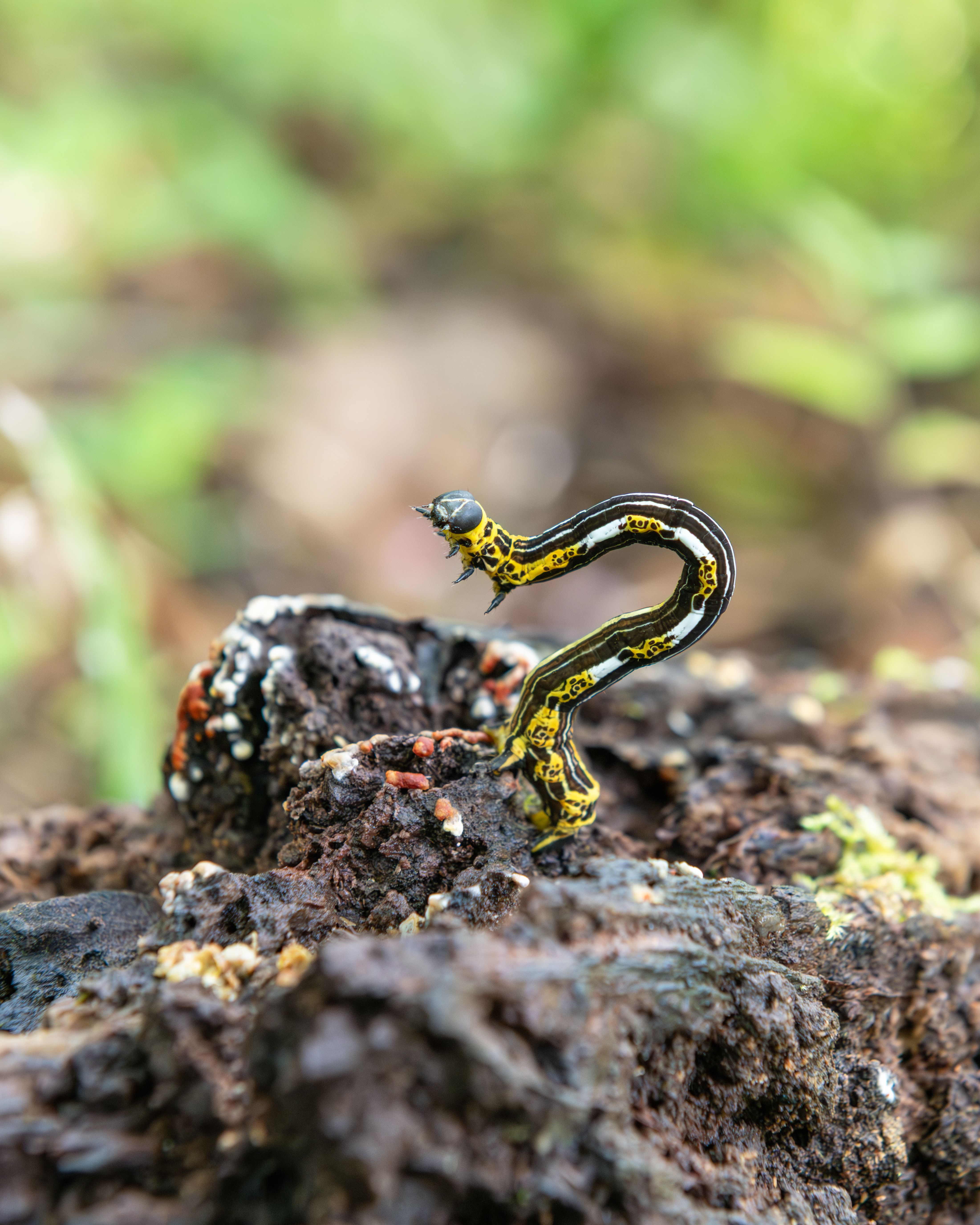Worm Photos, Download The BEST Free Worm Stock Photos & HD Images