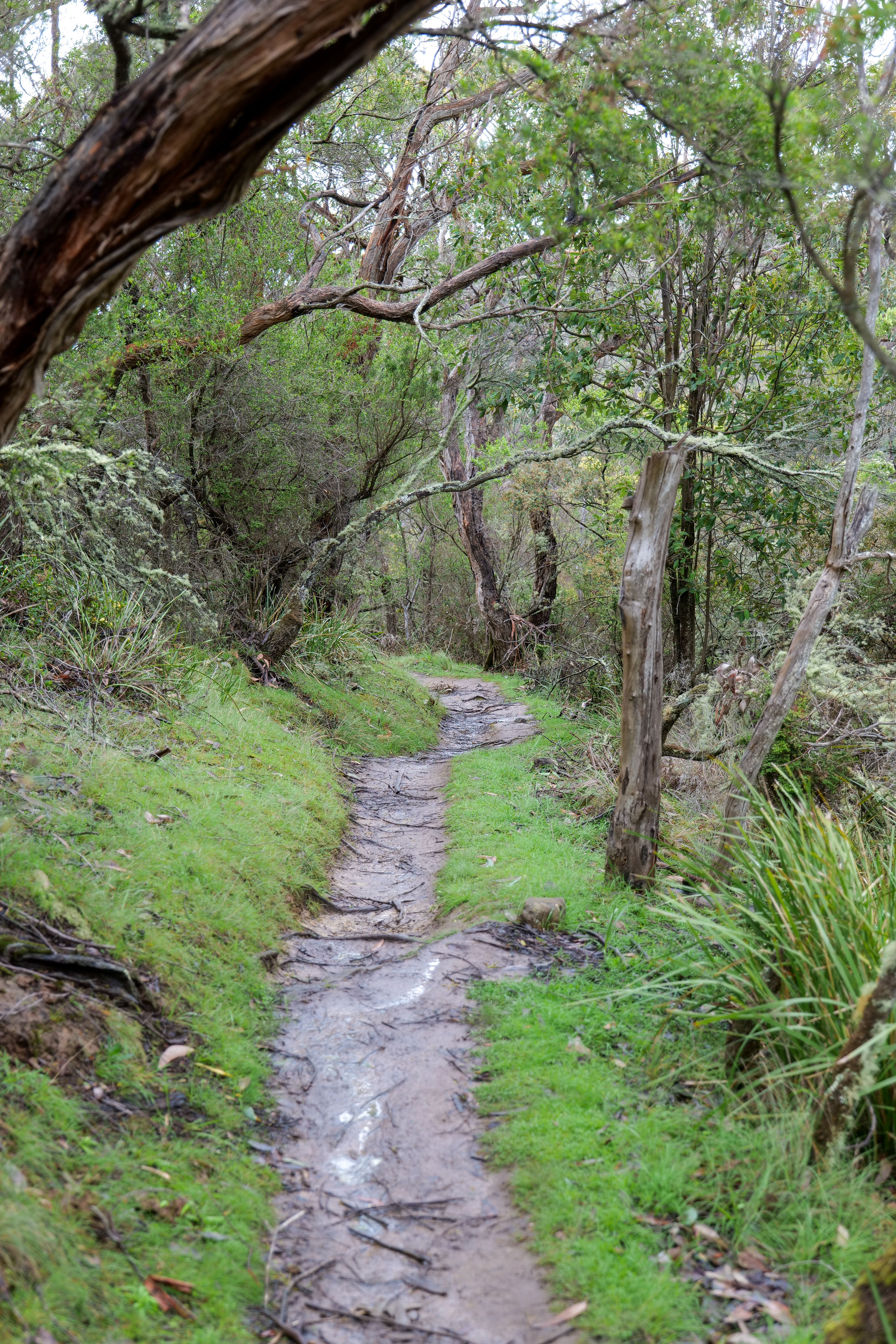 Scenic Forest Path in Victoria, Australia · Free Stock Photo