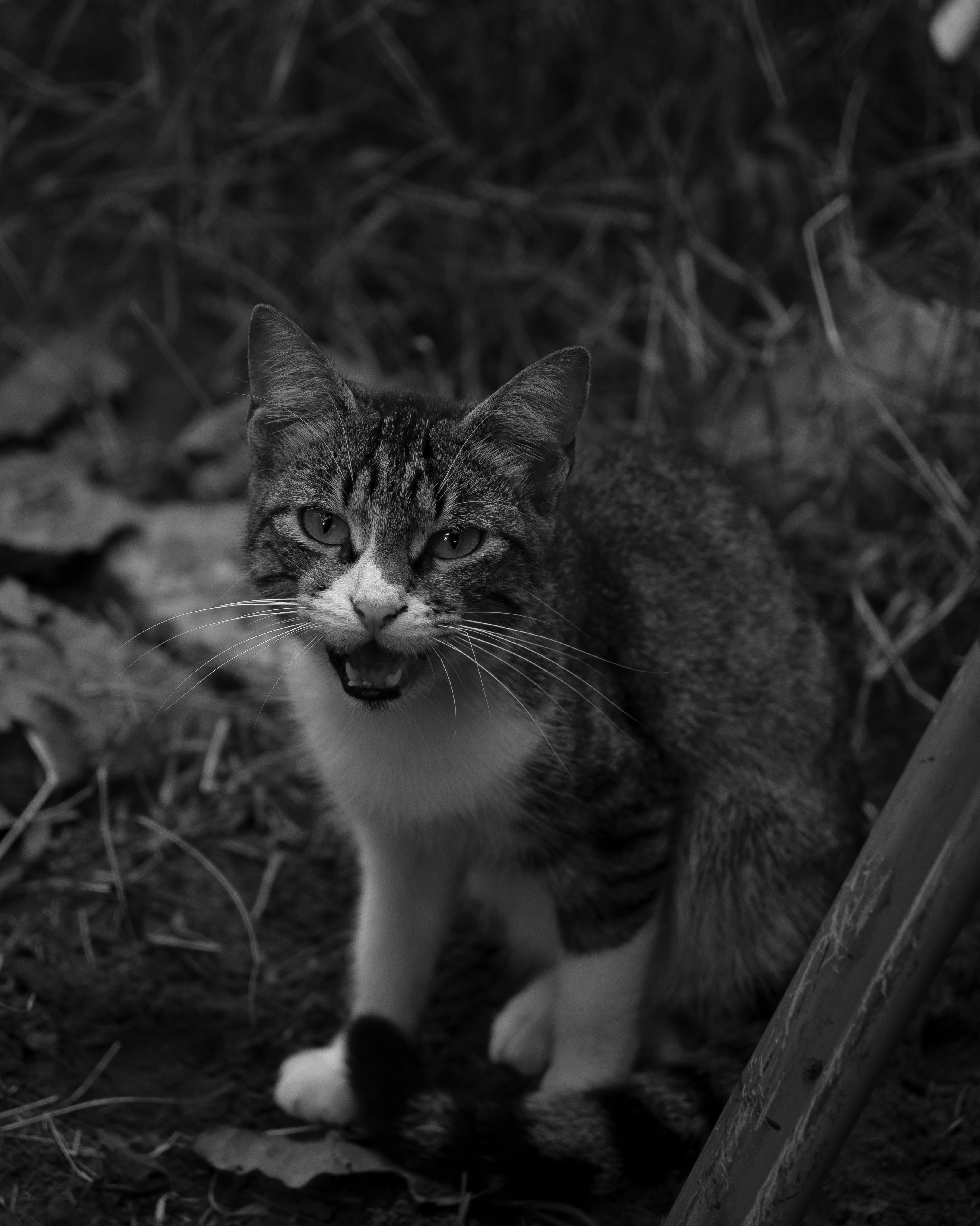 Goofy Ahh Cat Photos, Download The BEST Free Goofy Ahh Cat Stock Photos ...