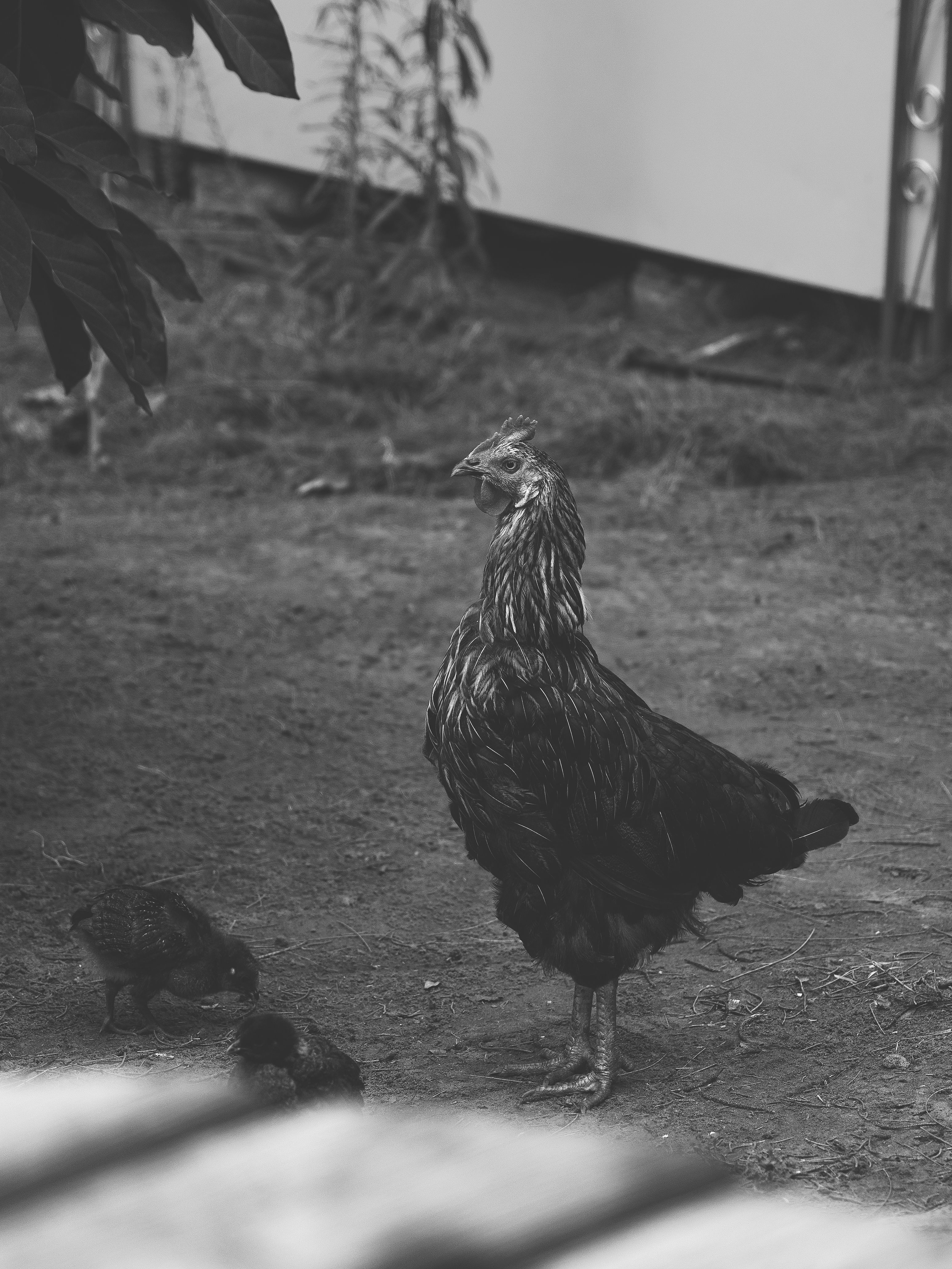 Black and White Portrait of Hen with Chicks · Free Stock Photo