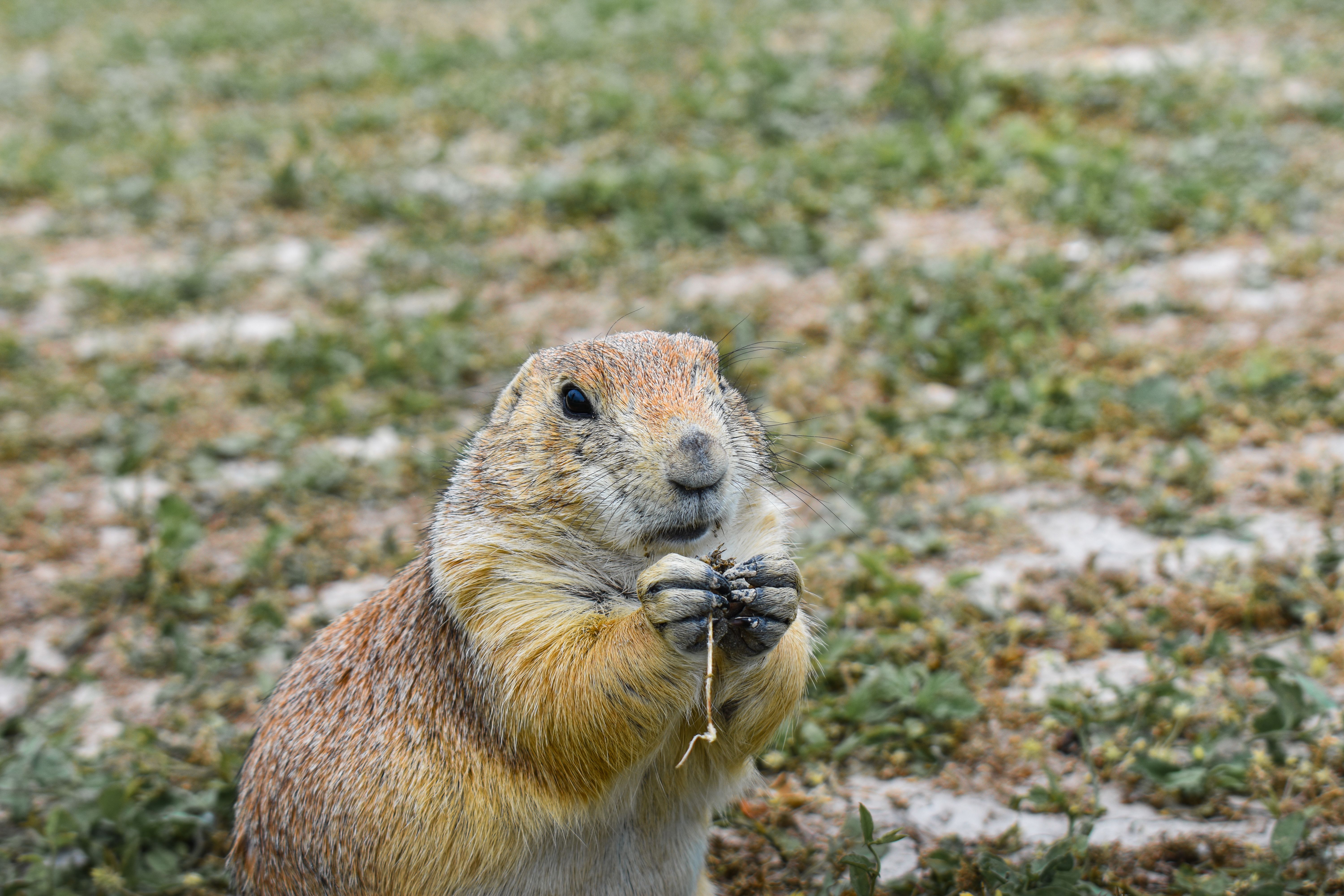 Prairie Dog Photos, Download The BEST Free Prairie Dog Stock Photos ...