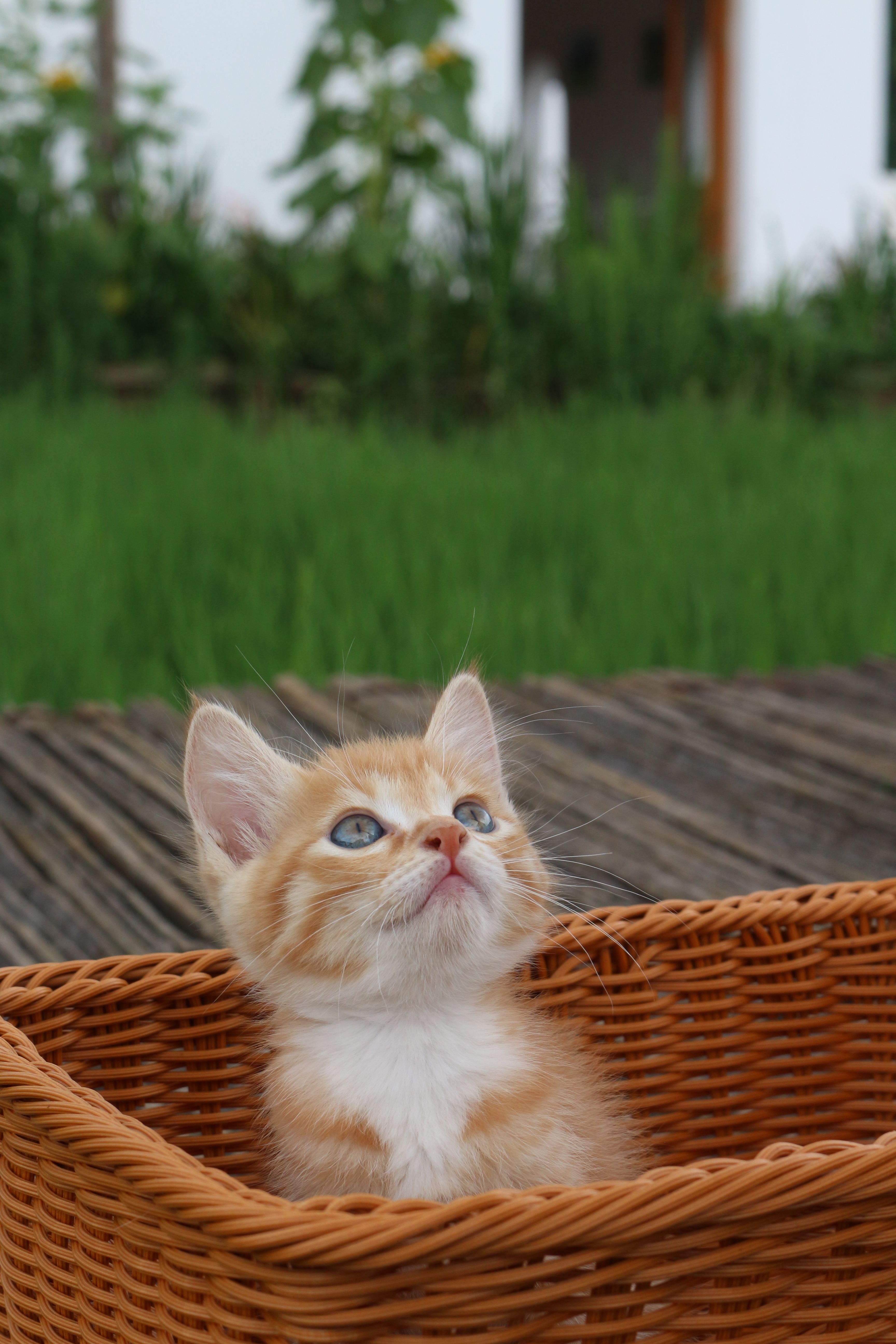 Smurf Cat Photos, Download The BEST Free Smurf Cat Stock Photos & HD Images