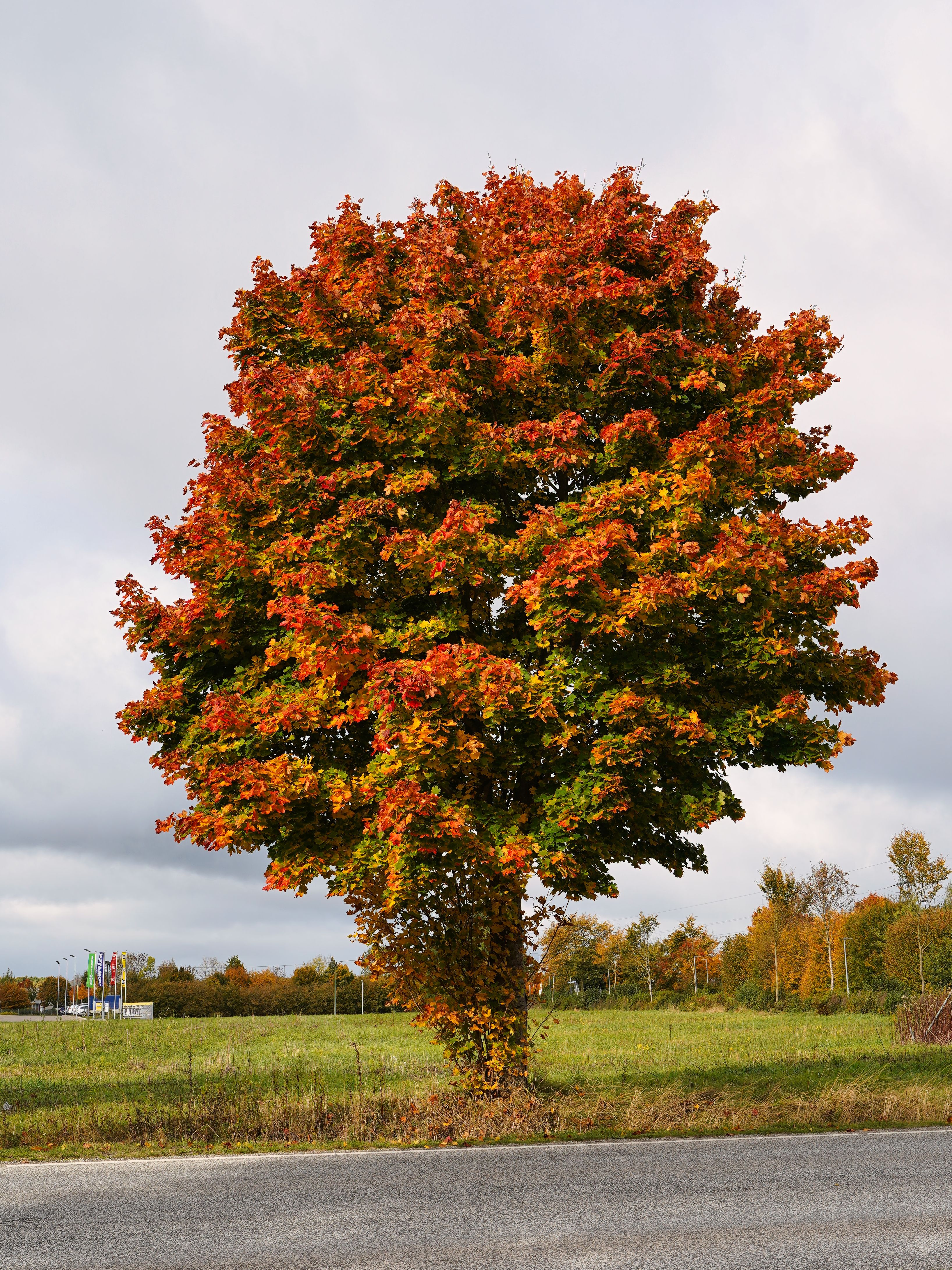 Vibrant Autumn Tree in Geesthacht, Germany · Free Stock Photo