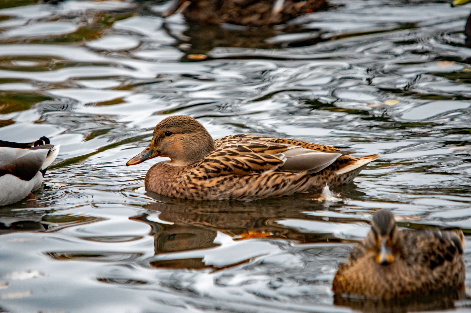 Duck Background Photos, Download The BEST Free Duck Background Stock ...