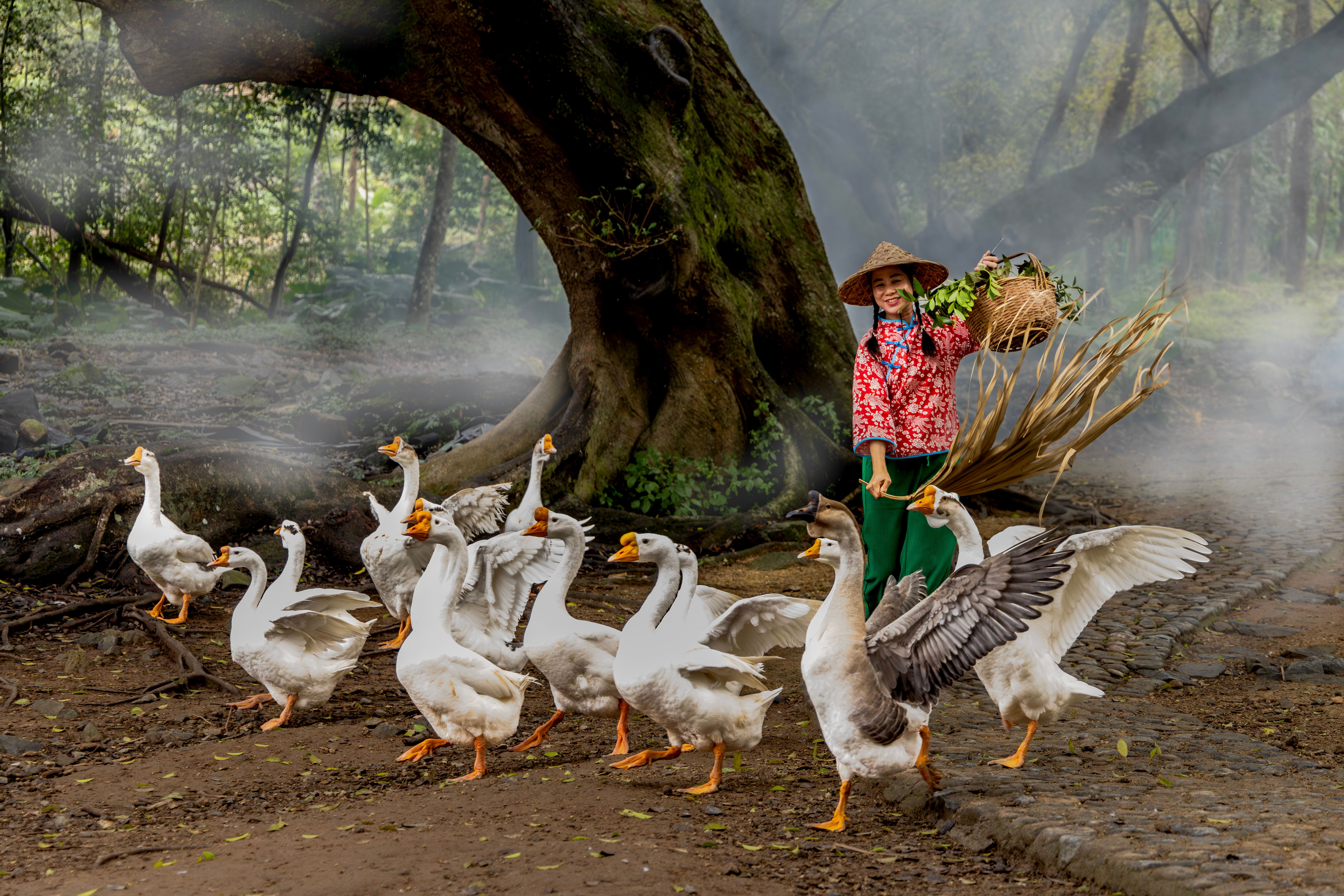 Traditional Farmer Herding Geese in Misty Forest · Free Stock Photo