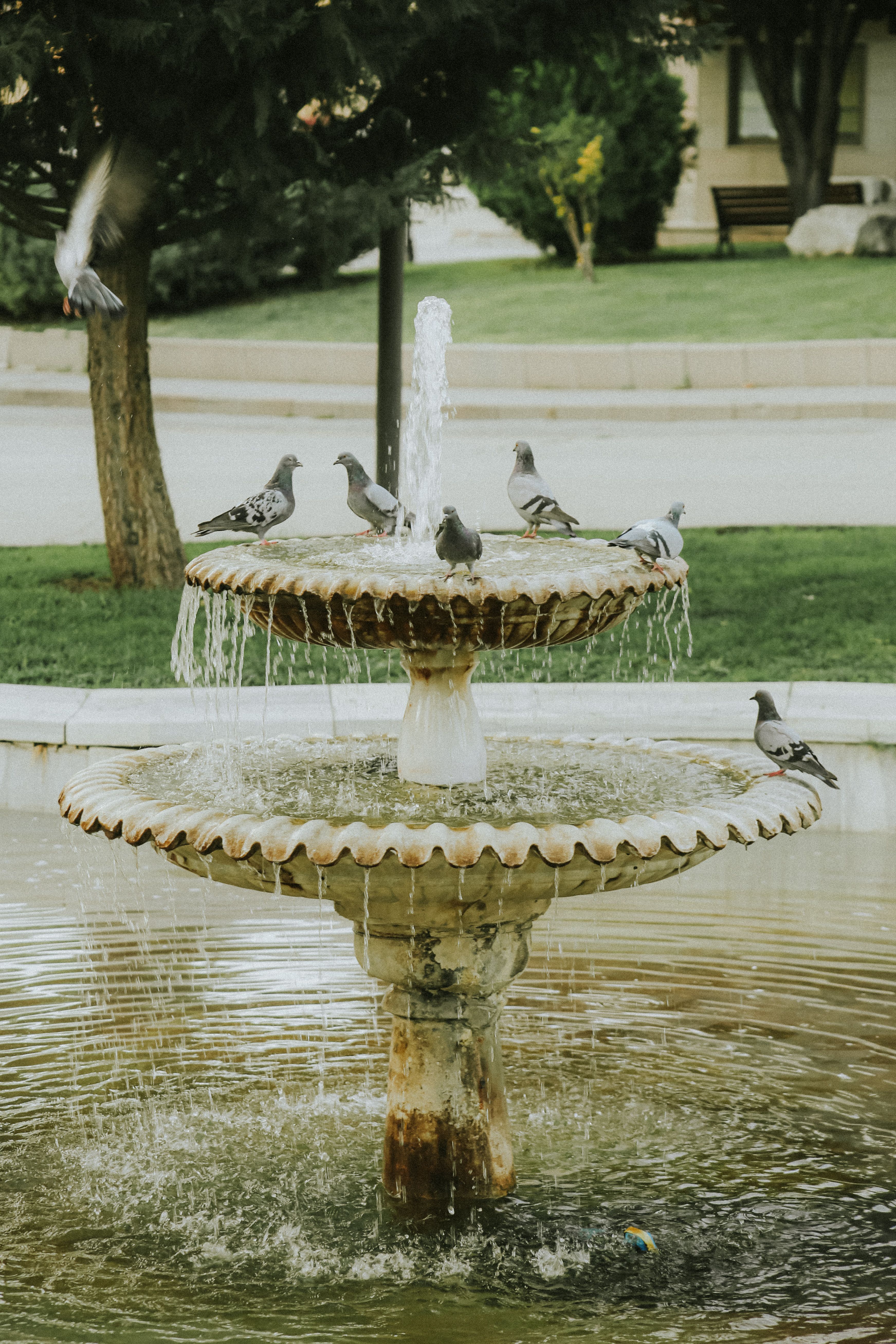 Pigeons Gathering Around Ornate Park Fountain · Free Stock Photo