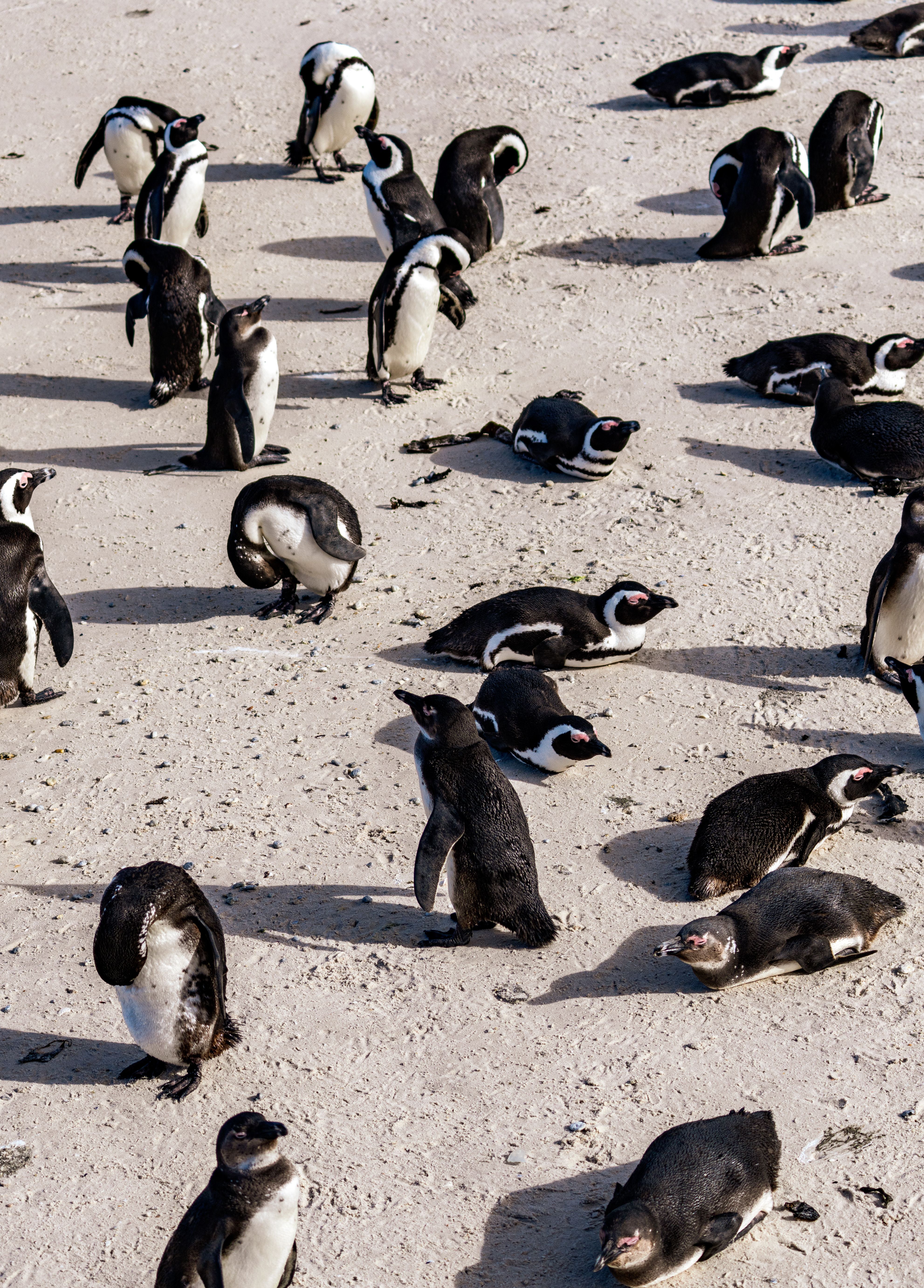 Cartoon Penguin Photos, Download The BEST Free Cartoon Penguin Stock ...