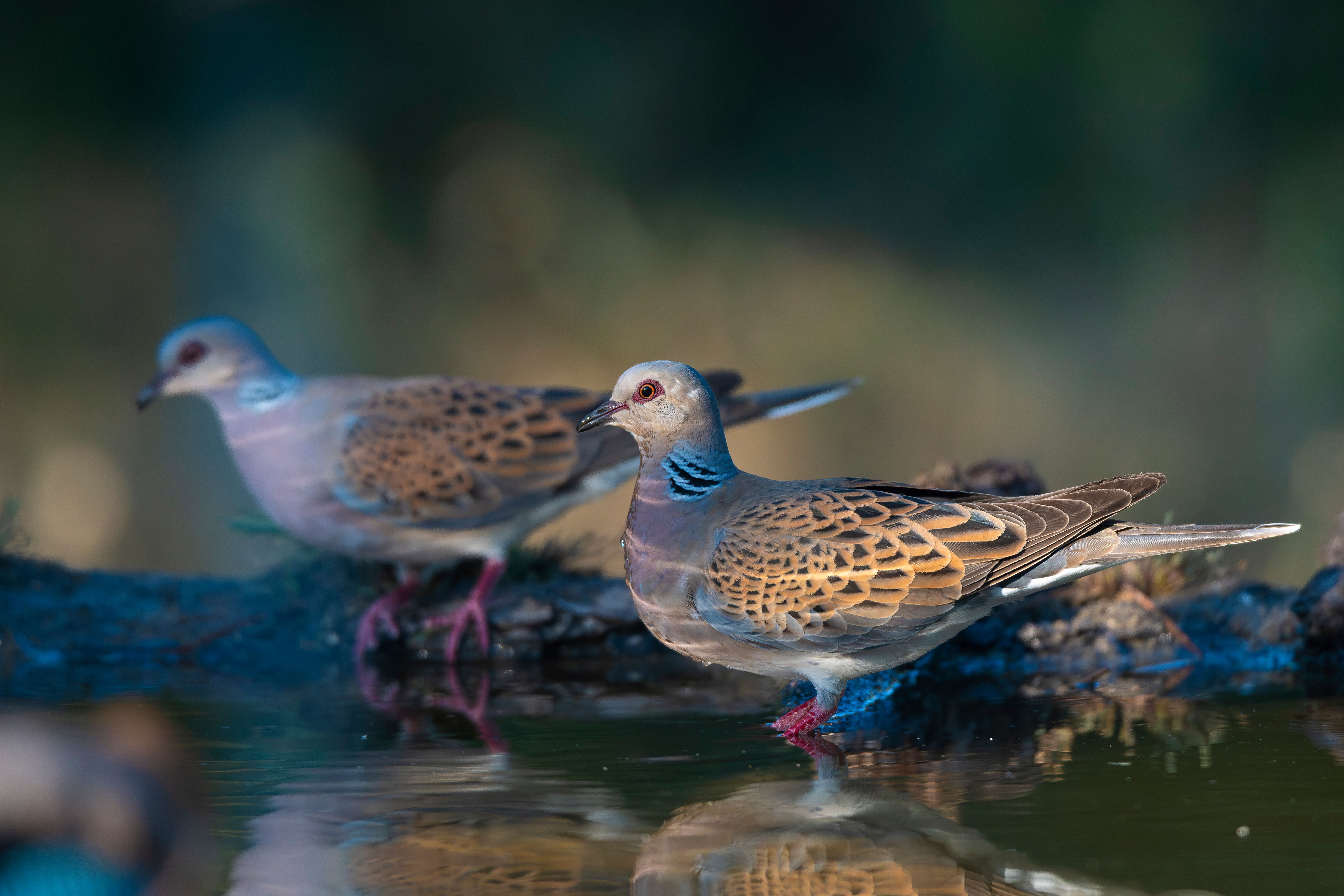 Eurasian Turtle Doves by Water Reflection · Free Stock Photo