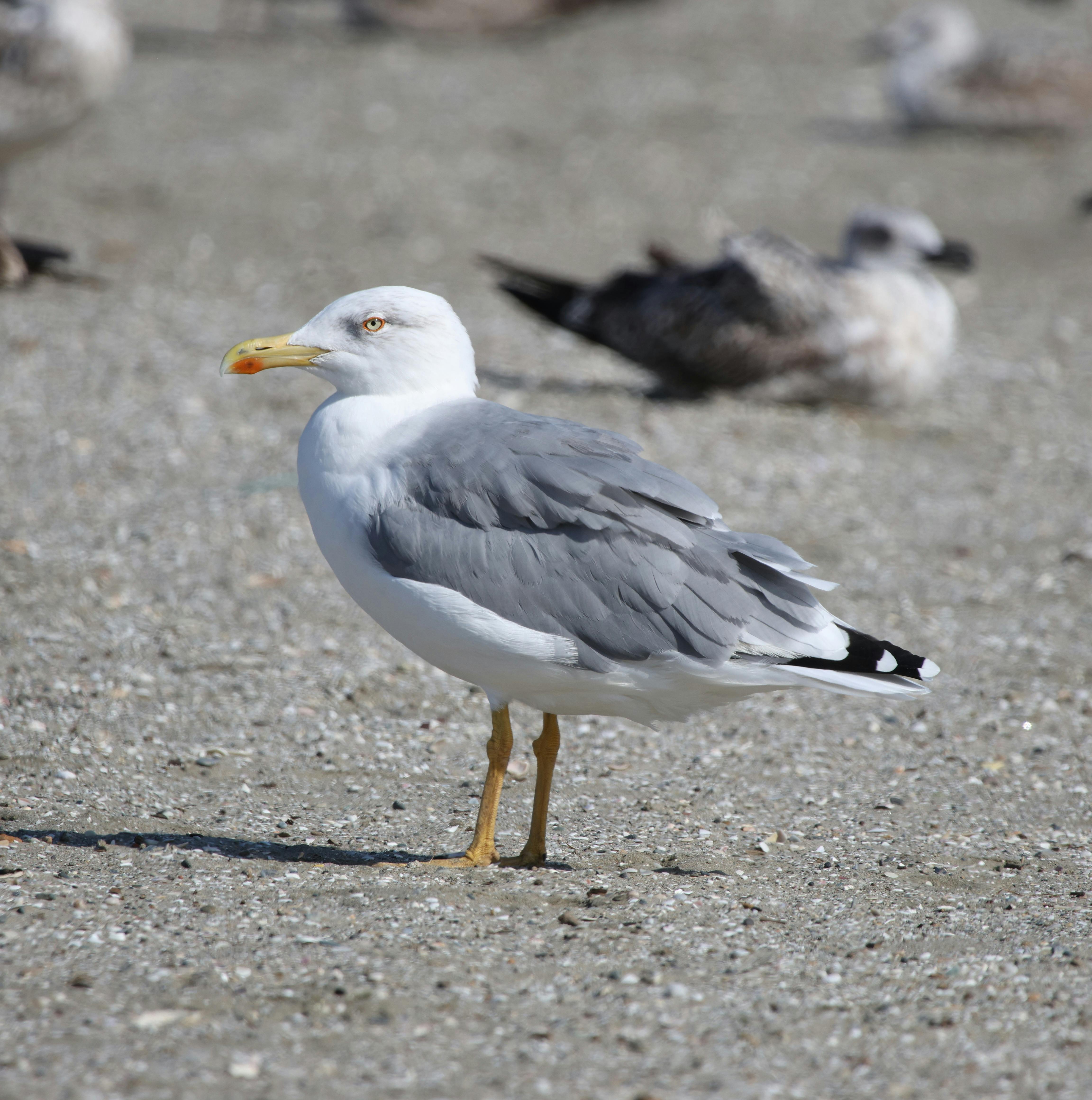 Grey Pfp Photos, Download The BEST Free Grey Pfp Stock Photos & HD Images