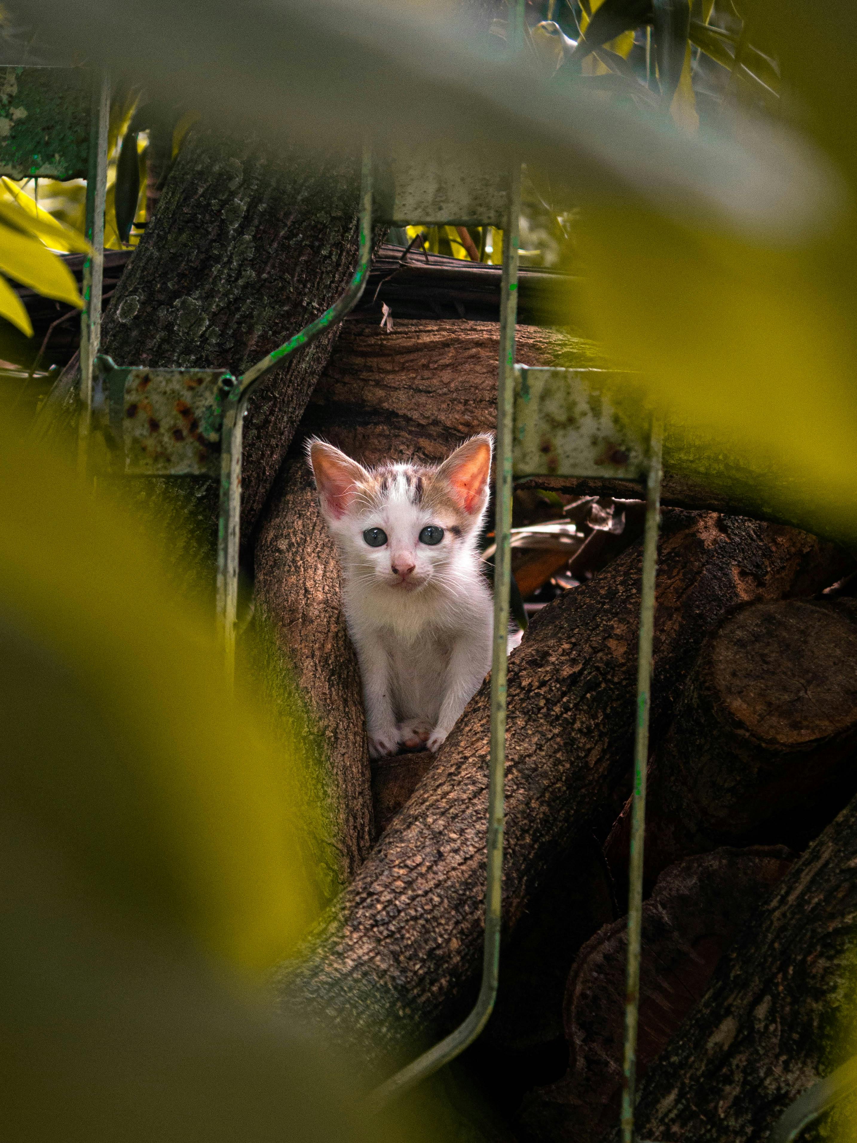 Cute Avatars Photos, Download The BEST Free Cute Avatars Stock Photos ...