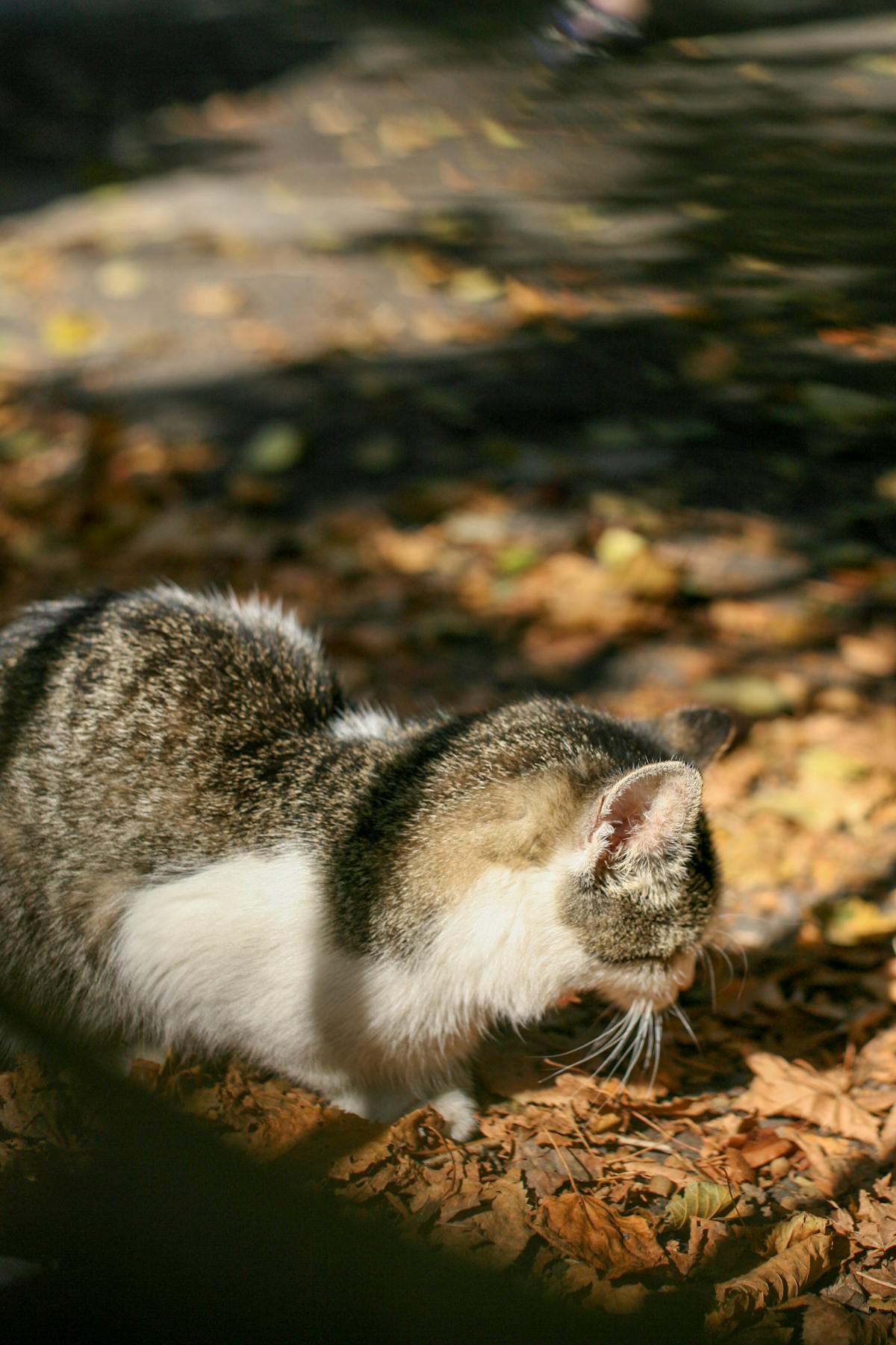 Smurf Cat Photos, Download The BEST Free Smurf Cat Stock Photos & HD Images