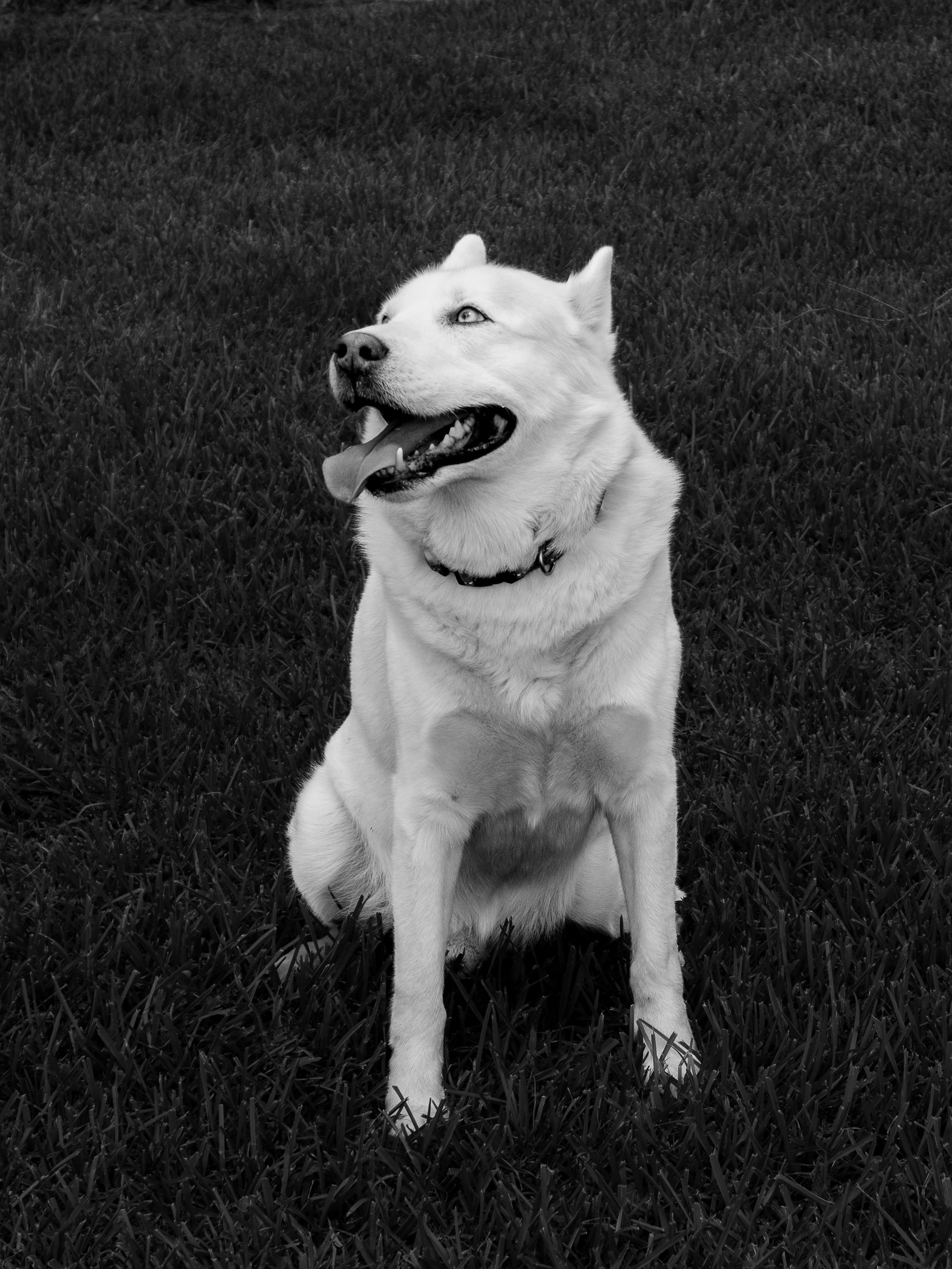 Dog Breed Photos, Download The BEST Free Dog Breed Stock Photos & HD Images