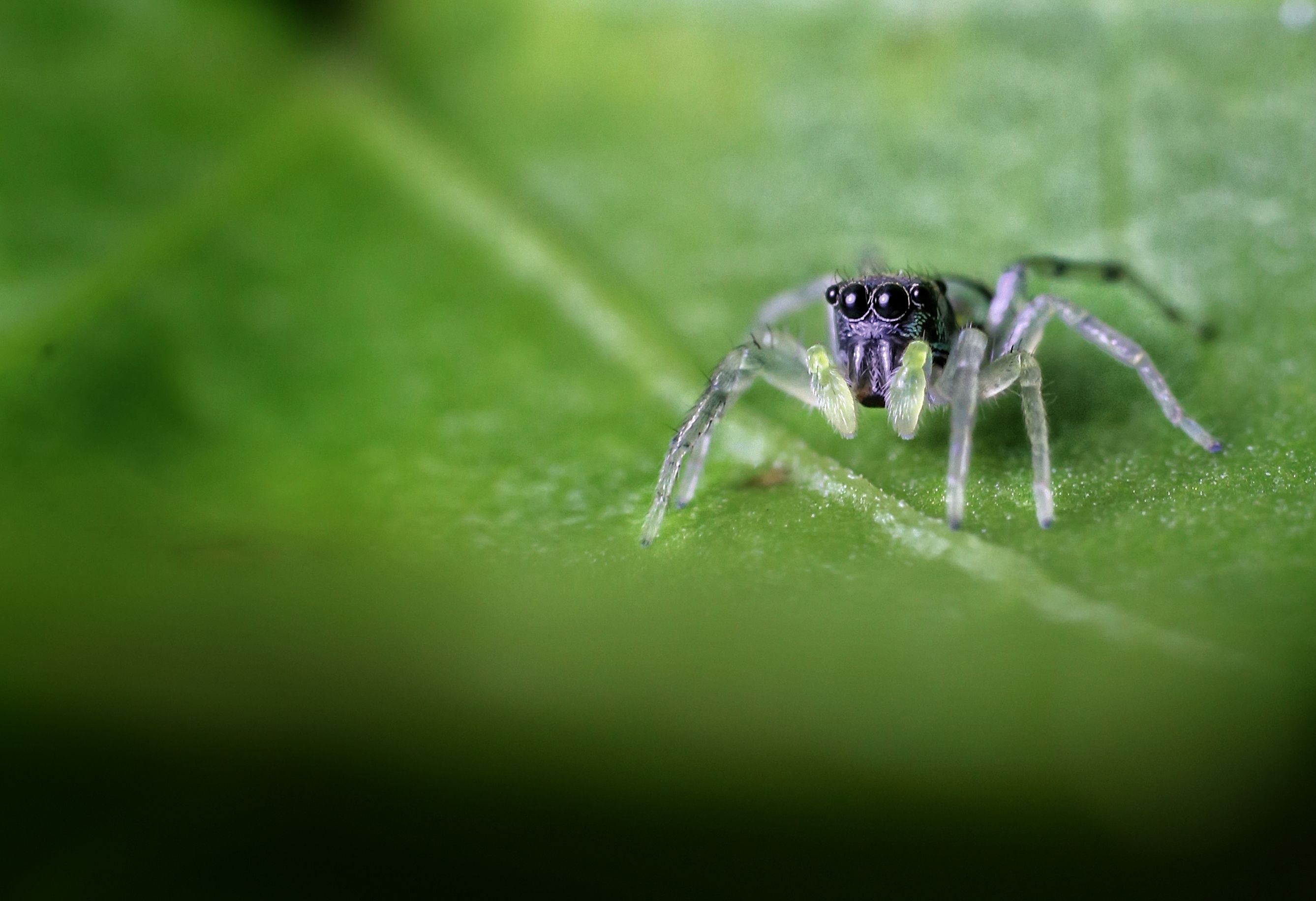 Close-Up of a Jumping Spider on a Green Leaf · Free Stock Photo