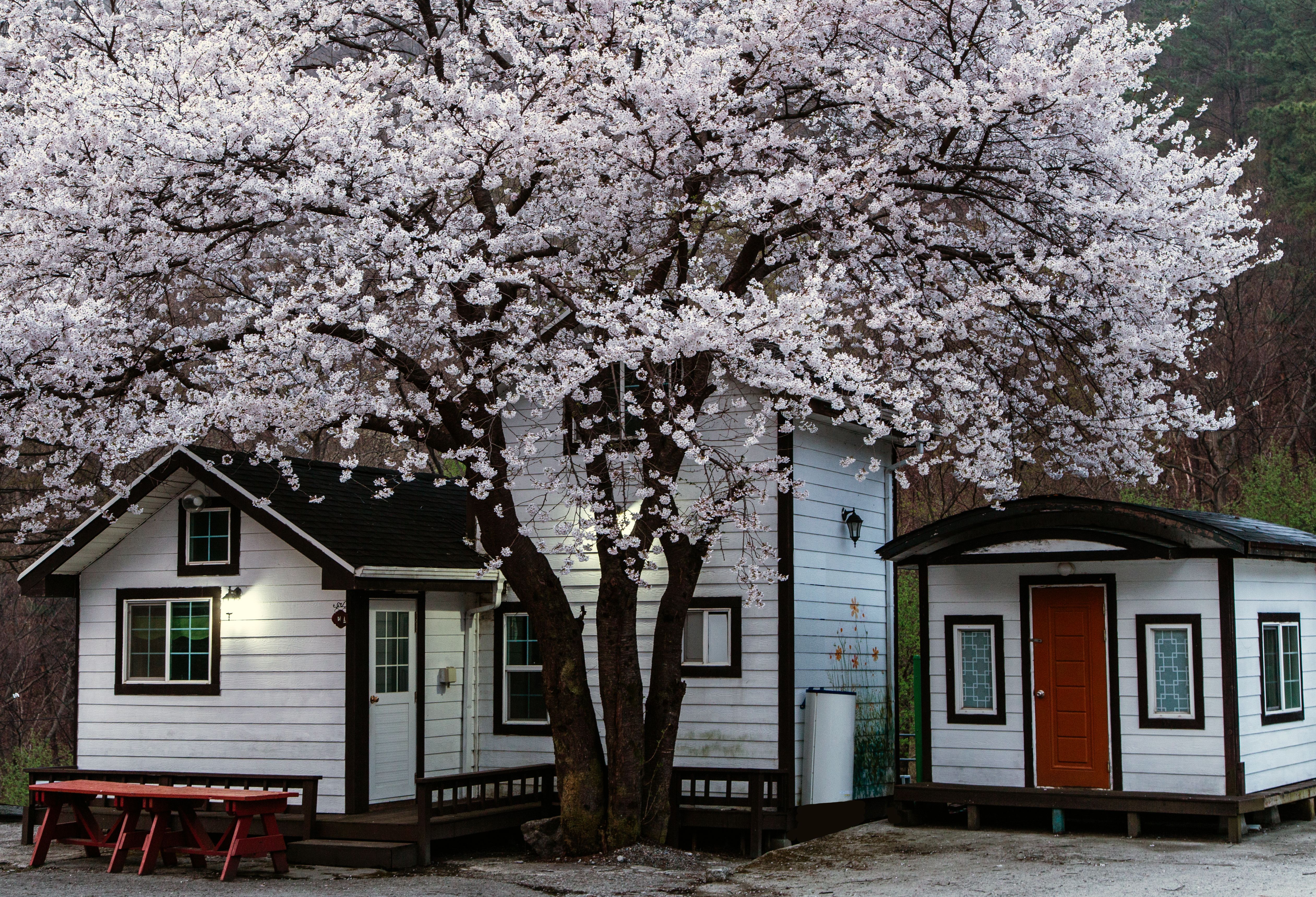 Charming Spring Cottage with Cherry Blossoms · Free Stock Photo