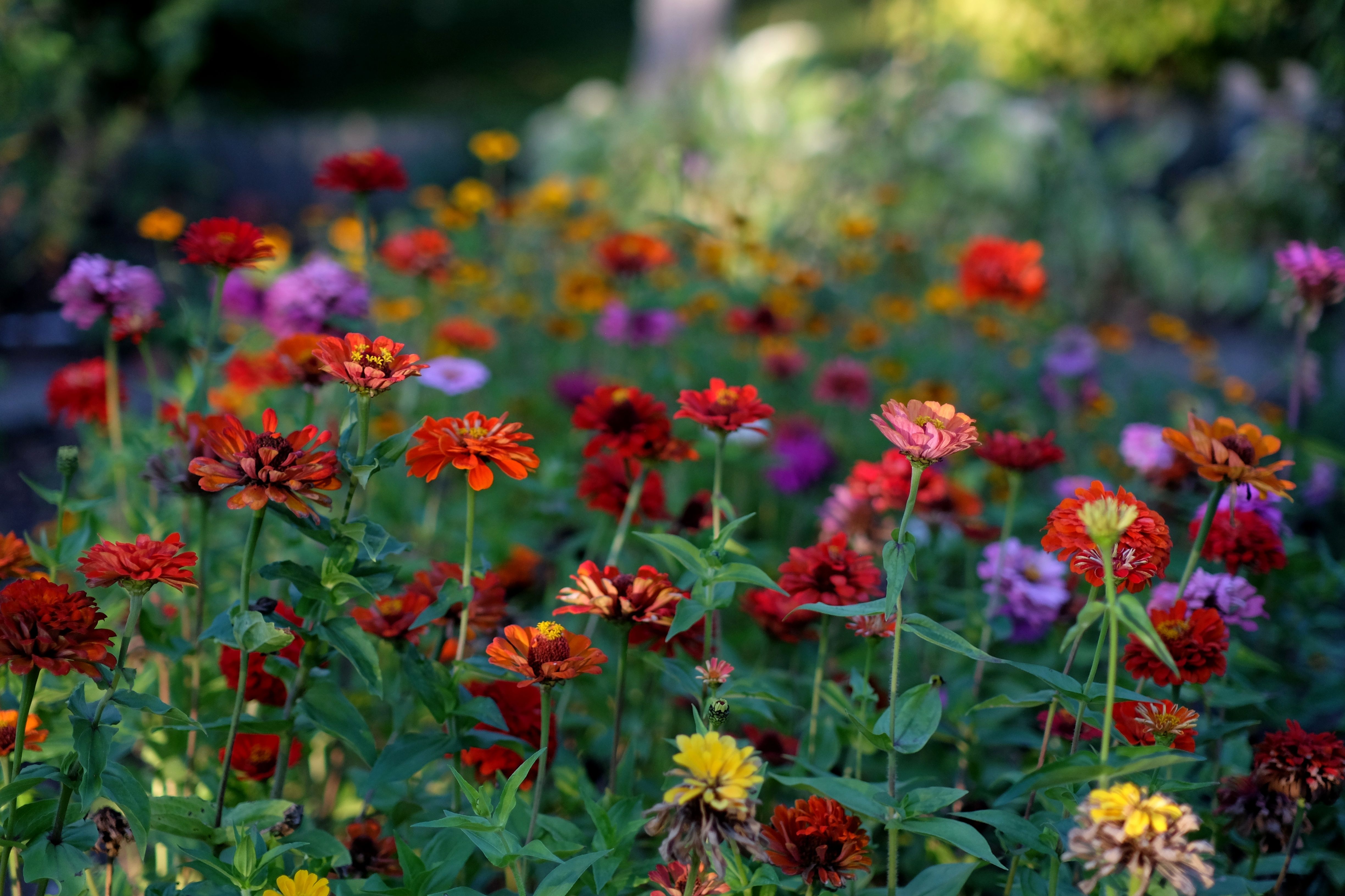 Vibrant Garden of Multicolored Zinnia Flowers · Free Stock Photo