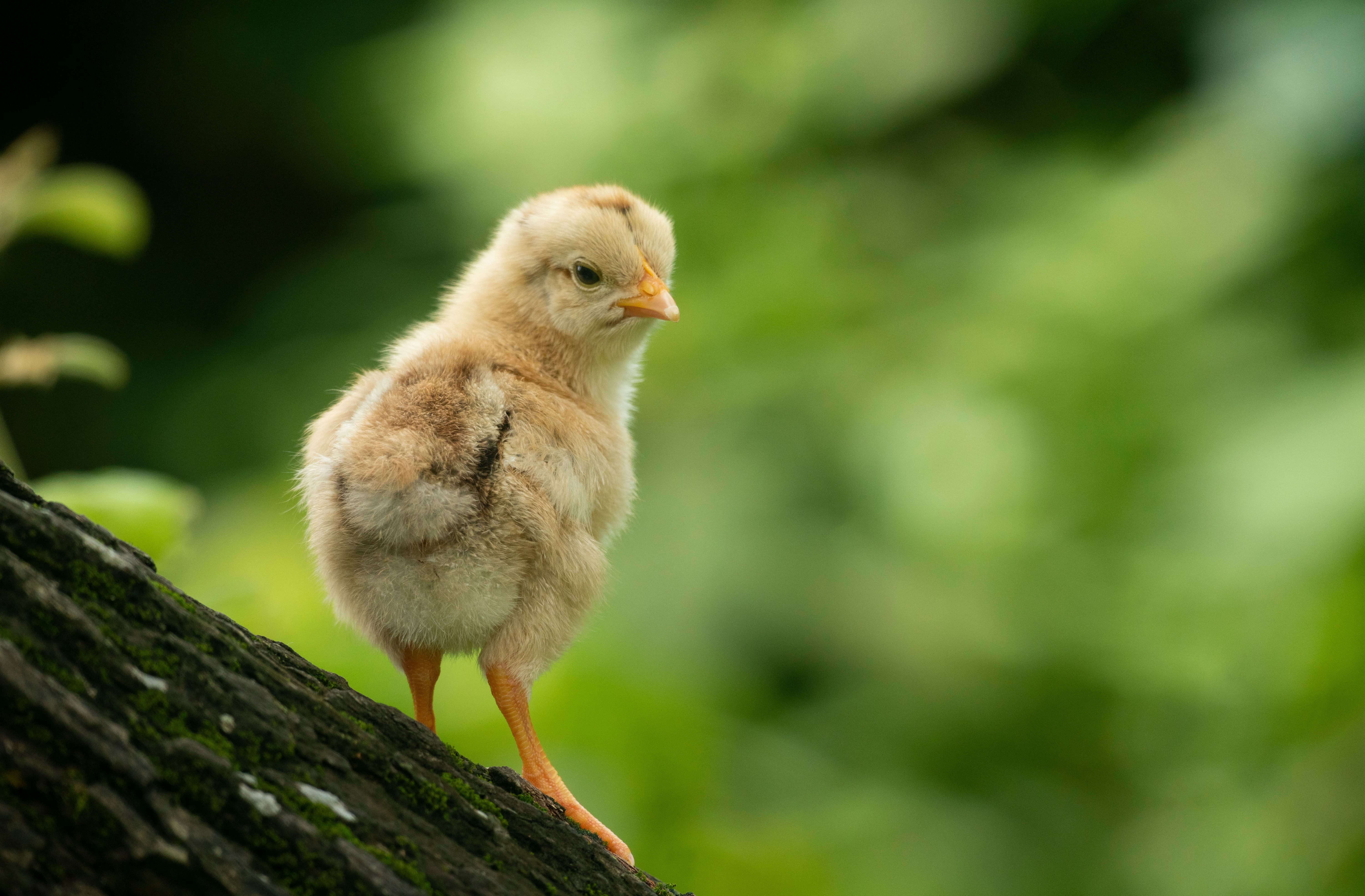 Adorable Baby Chick in Natural Habitat · Free Stock Photo
